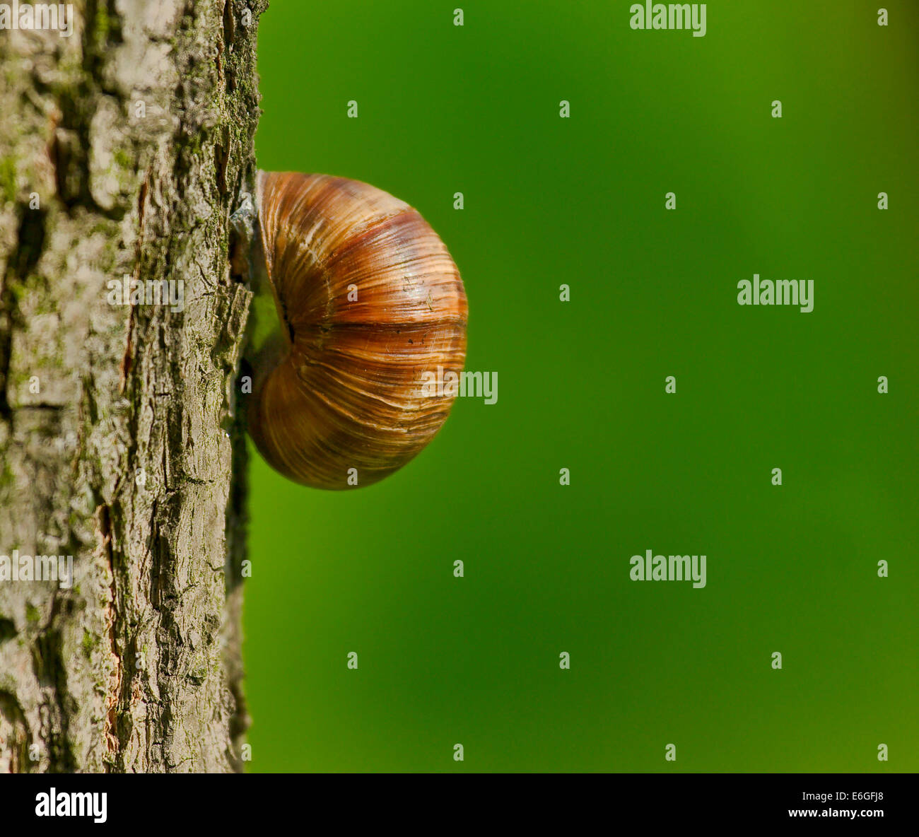 Snail on a tree Stock Photo - Alamy