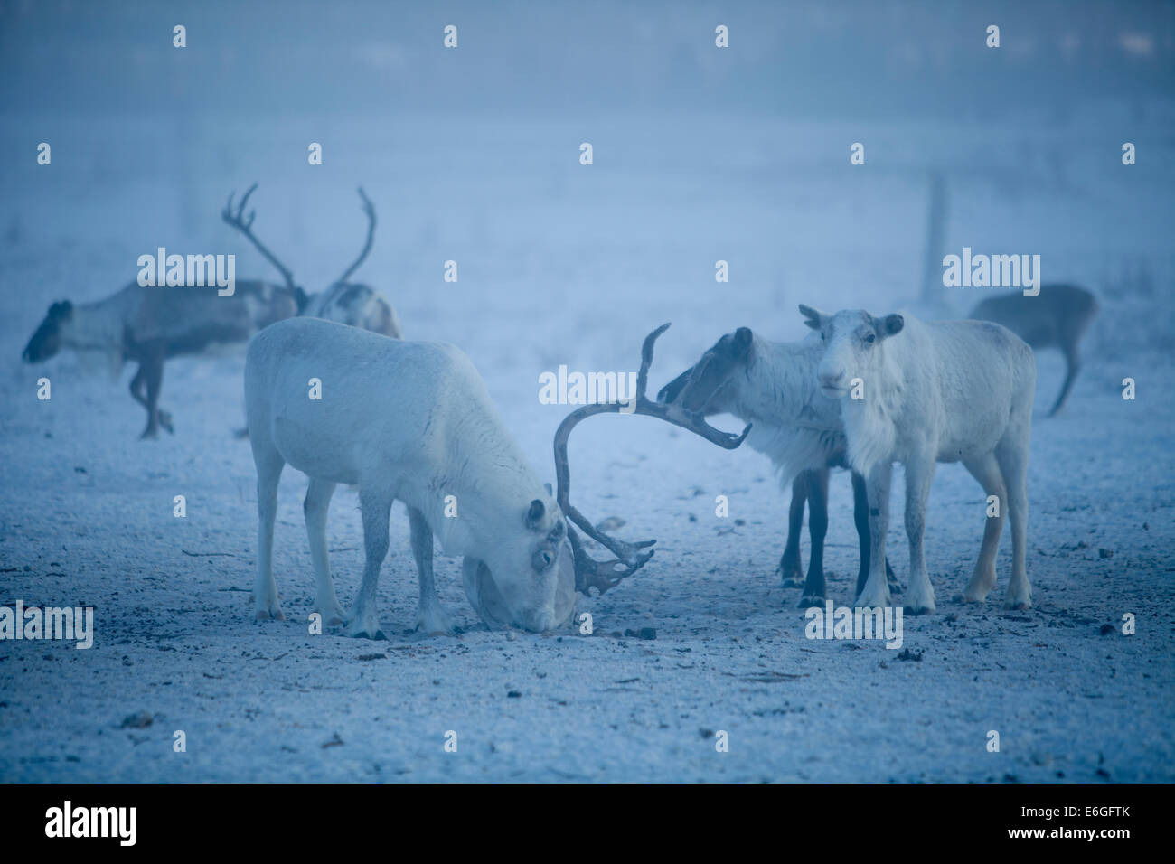 Reindeer antlers snow cold grazing siberia north pole Stock Photo - Alamy