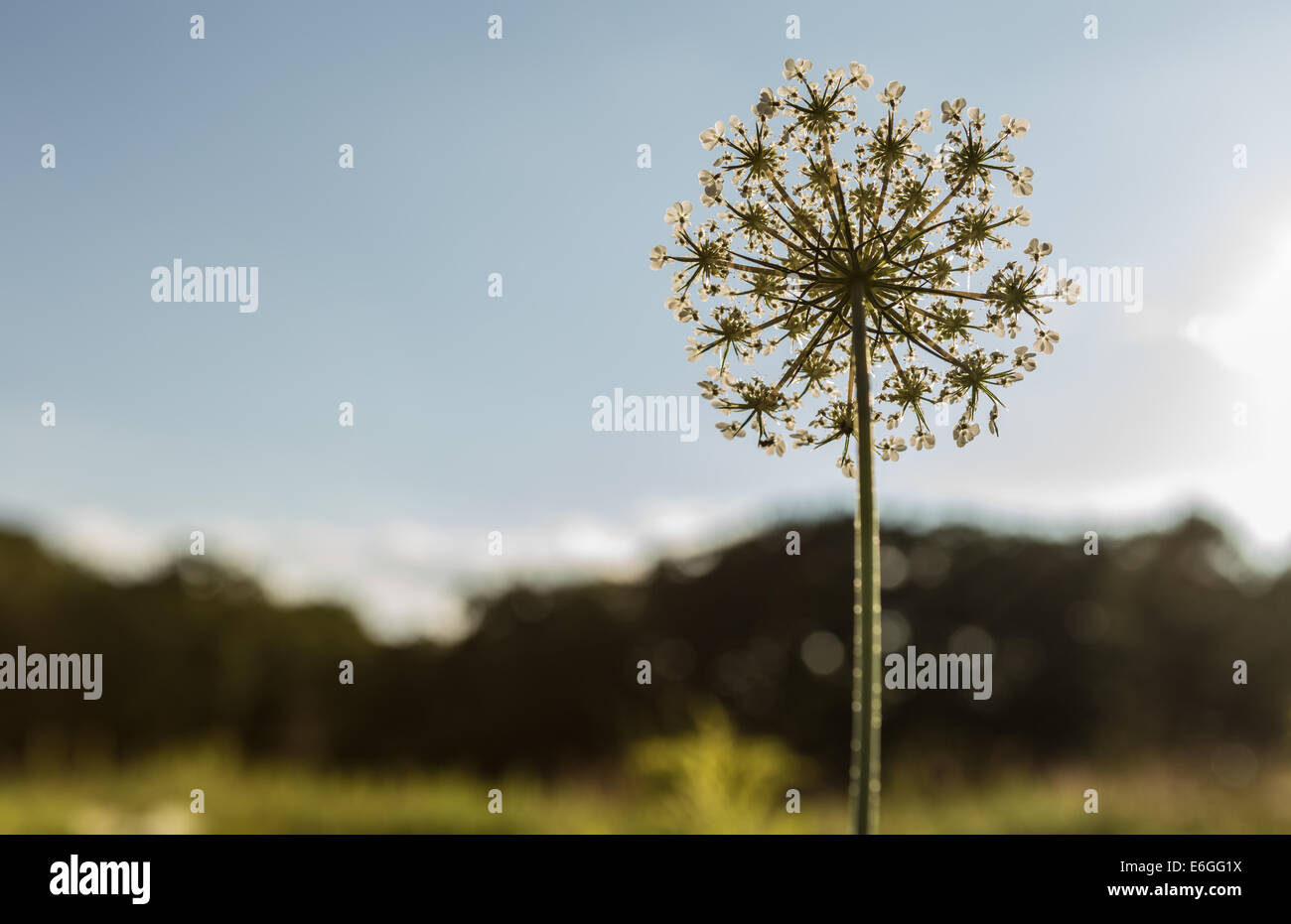Queen Anne's Lace Stock Photo - Alamy
