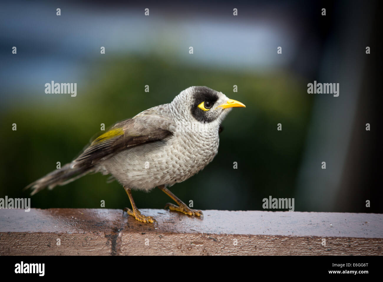 Noisy mynah hi-res stock photography and images - Alamy