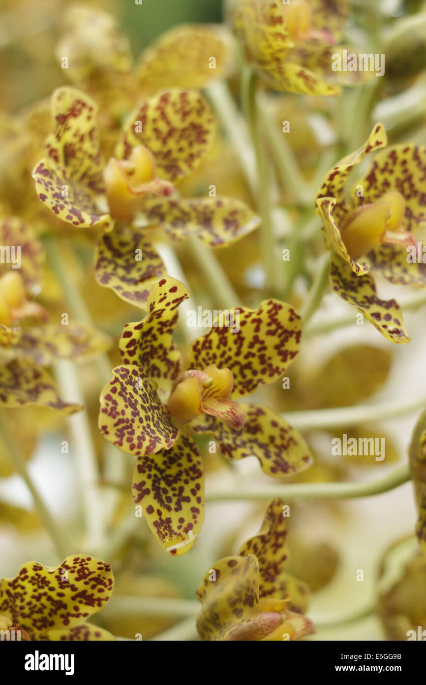 Gold orchids hi-res stock photography and images - Alamy
