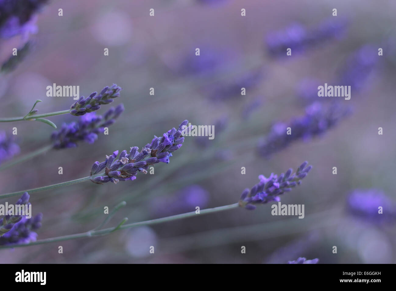 Purple English Lavender Stock Photo - Alamy
