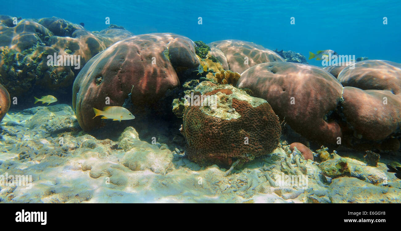 Underwater panorama hi-res stock photography and images - Alamy