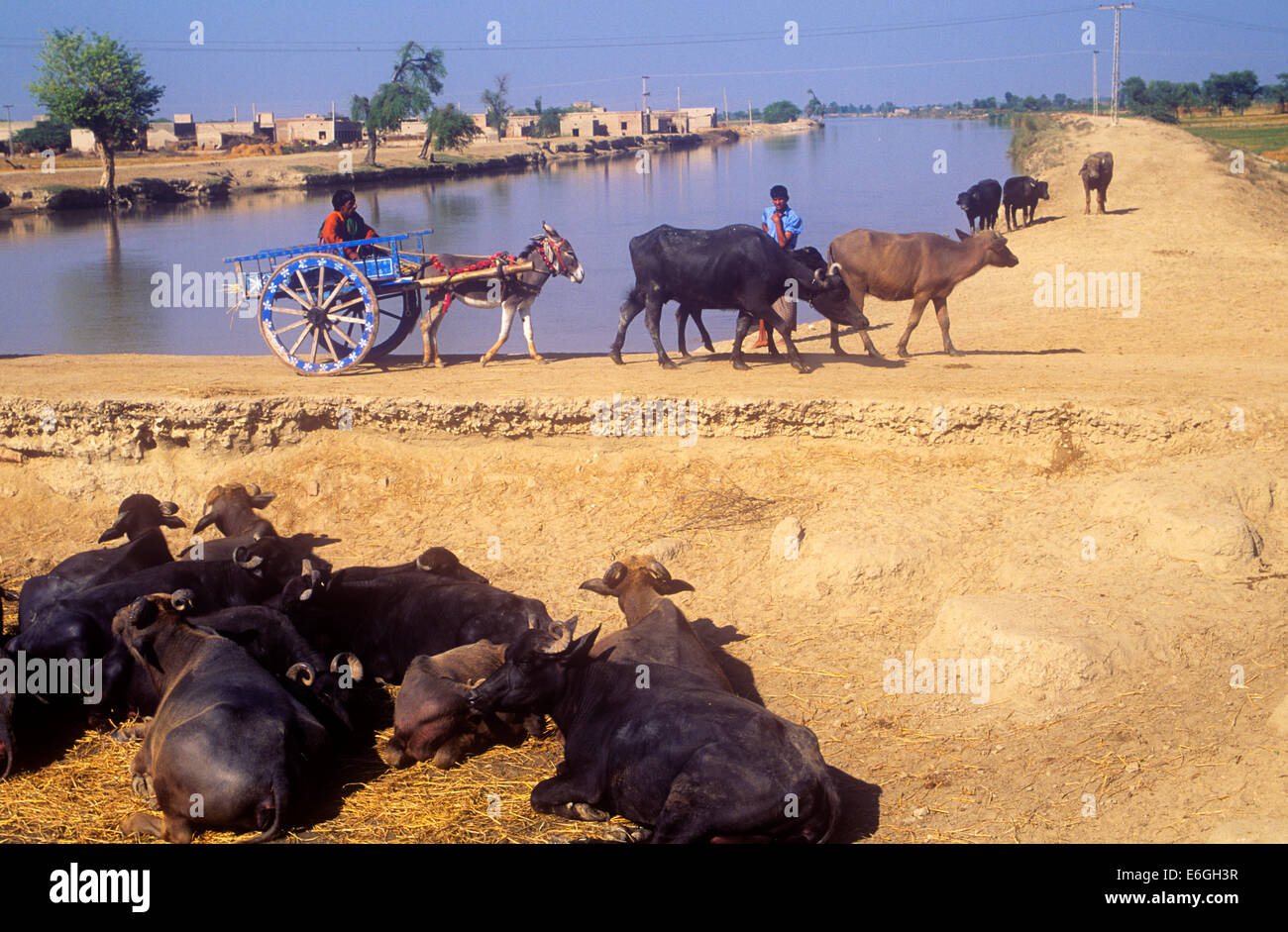 Irrigation canal in SW Punjab of Pakistan with water buffalo Stock ...