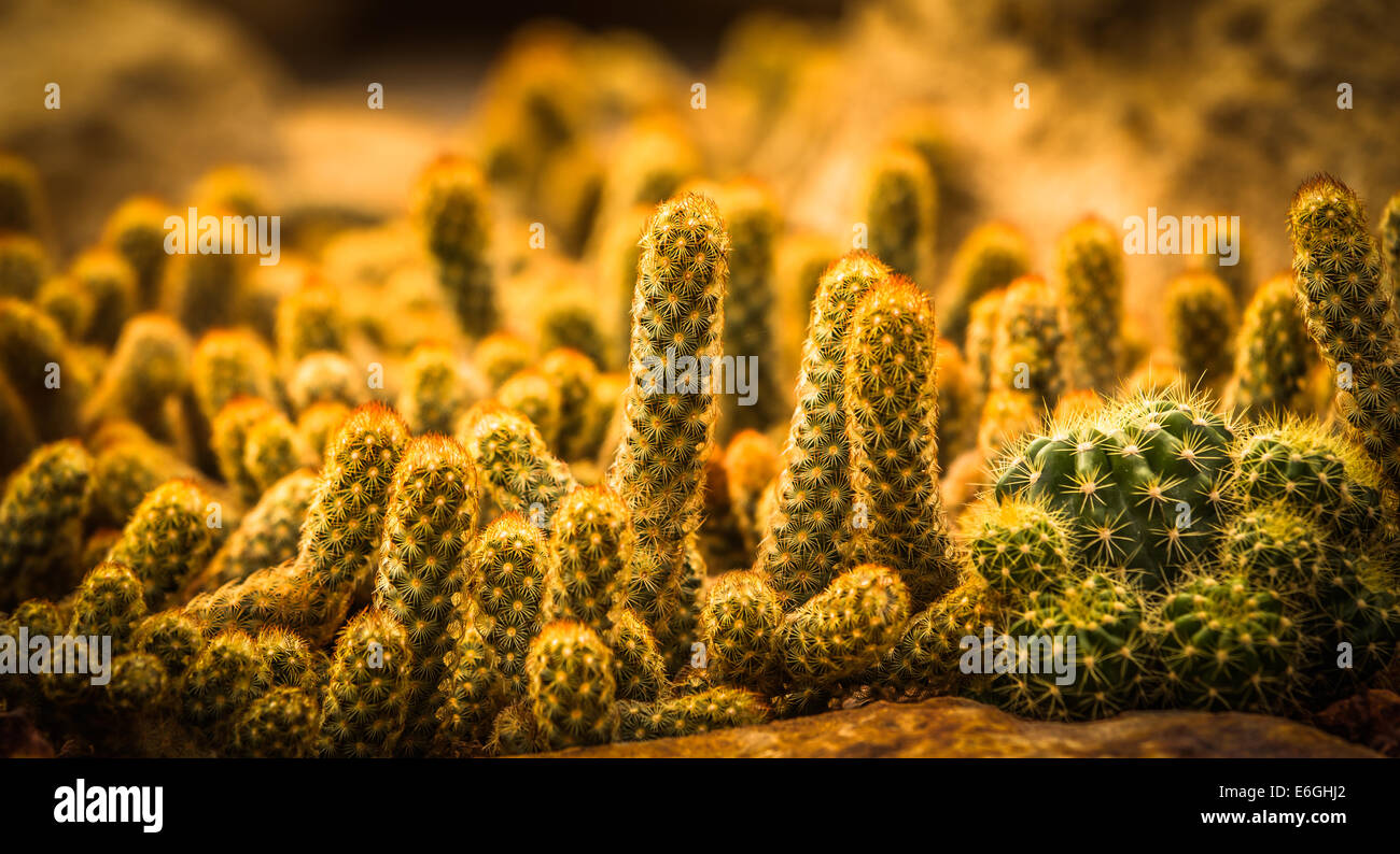 Group of cactus hi-res stock photography and images - Alamy