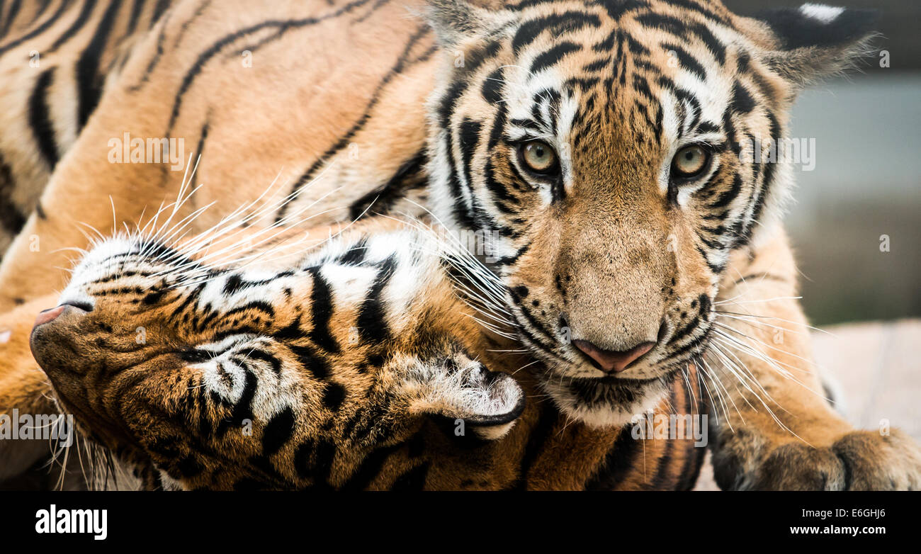 Scary tigers hi-res stock photography and images - Alamy