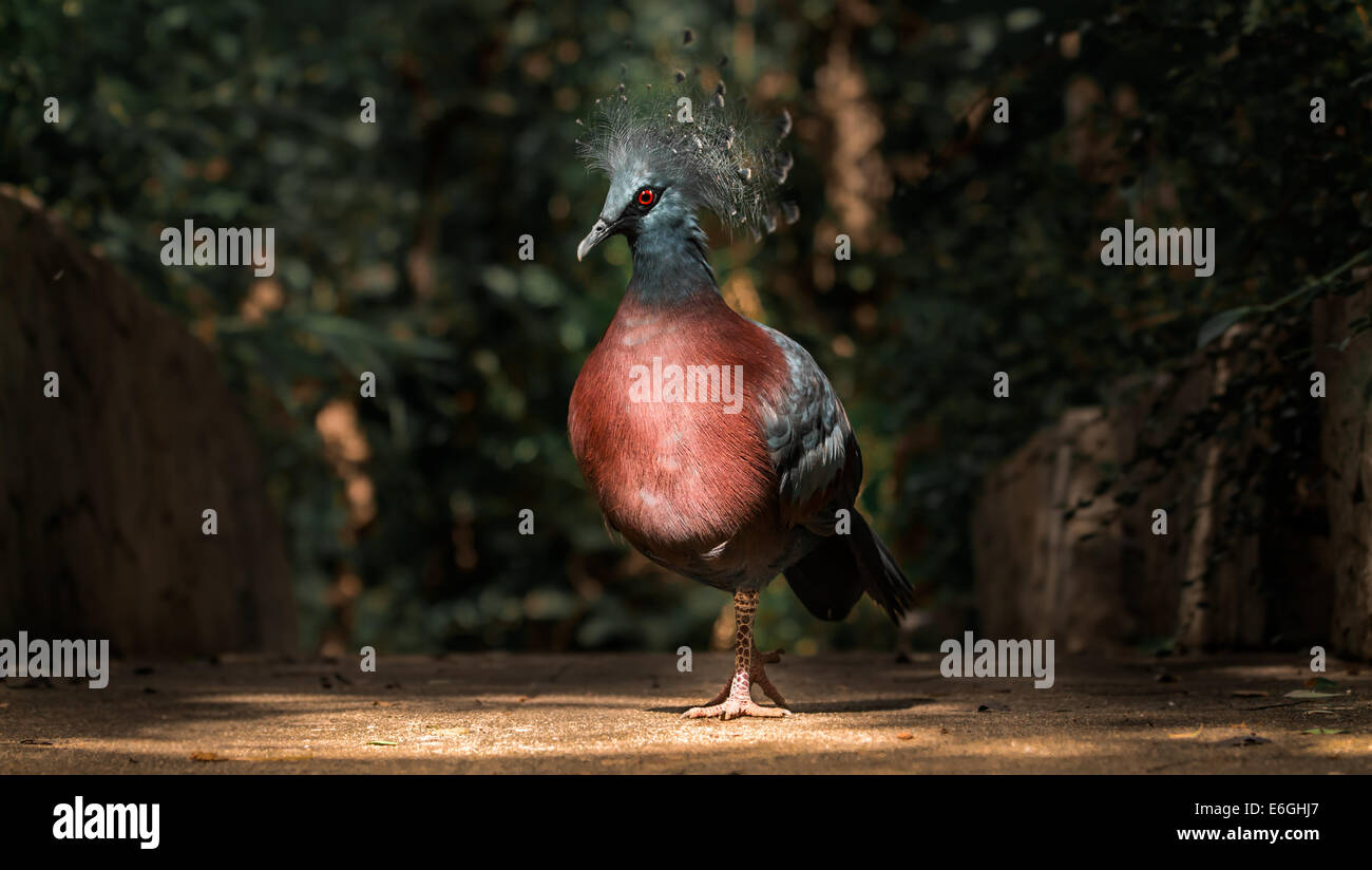 Victorian Pigeon poses proudly Stock Photo - Alamy