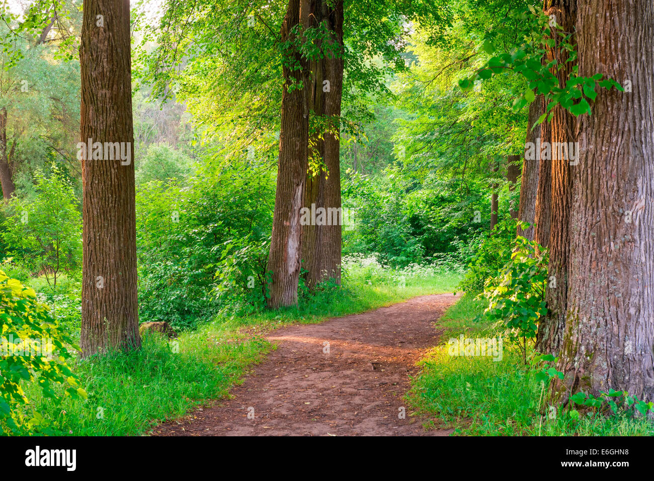 wide trail of tall trees in the summer Stock Photo - Alamy