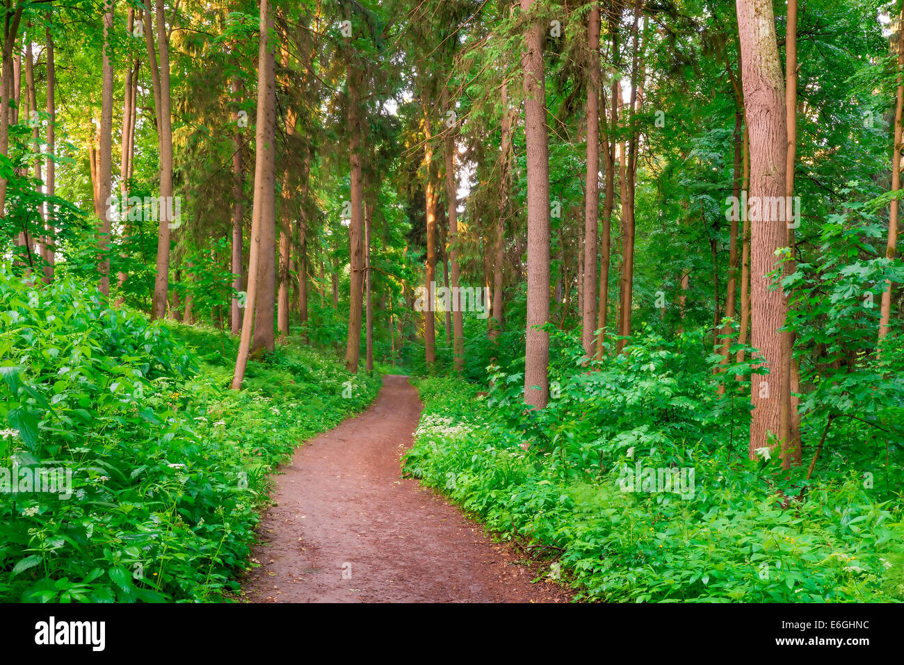 path in summer forest at dawn Stock Photo - Alamy