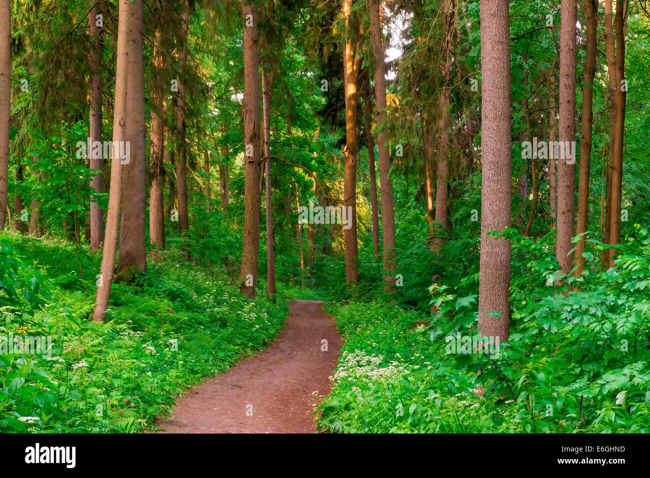 dirt road goes deep into the summer forest Stock Photo - Alamy