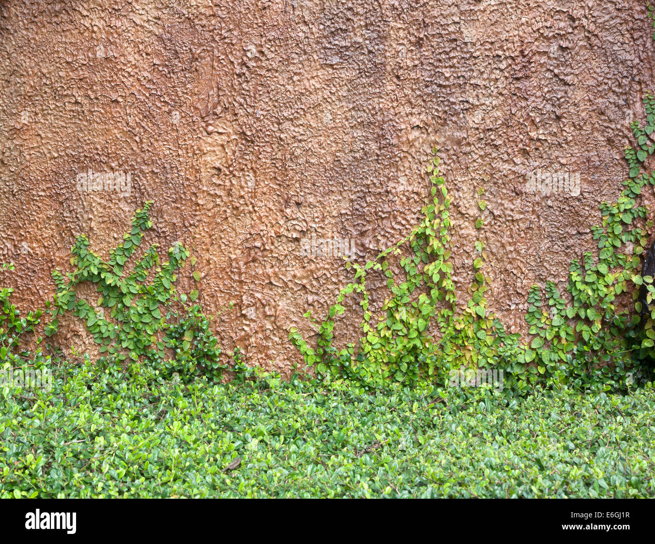The Green Creeper Plant on the Wall Stock Photo - Alamy