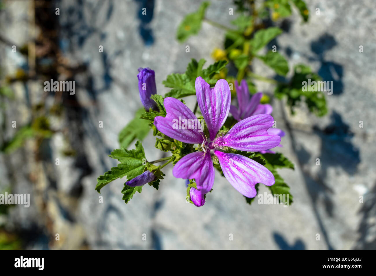 Rock cranesbill hi-res stock photography and images - Alamy