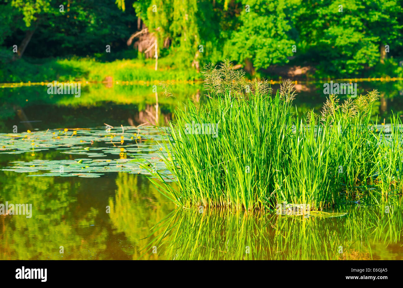 Marsh grass lush green hi-res stock photography and images - Alamy