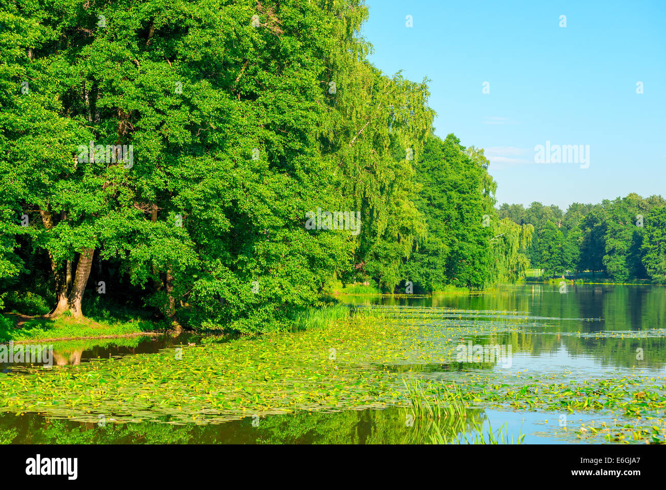 young cattail marsh in the beautiful sunny day Stock Photo - Alamy