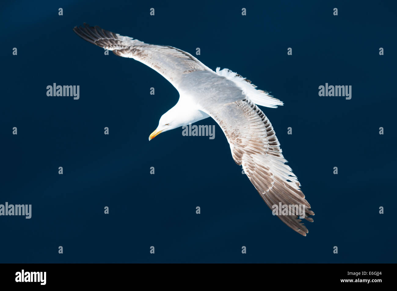 Bird flying above rock hi-res stock photography and images - Alamy