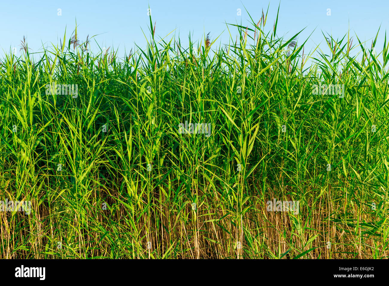 Tall green reeds hi-res stock photography and images - Alamy