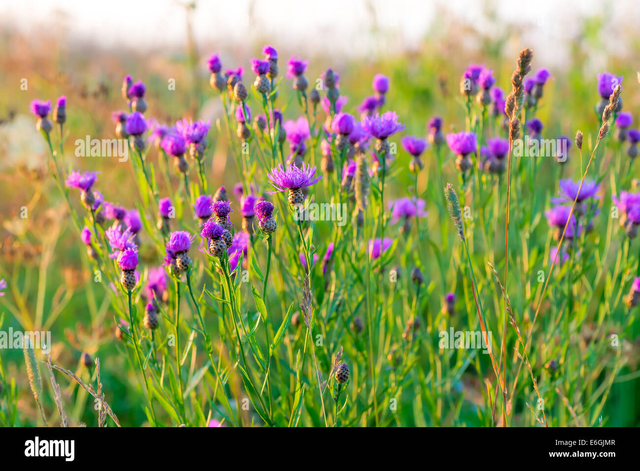 Purple cornflowers hi-res stock photography and images - Alamy