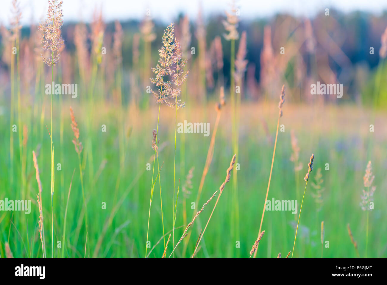 Beautiful field of grass hi-res stock photography and images - Alamy