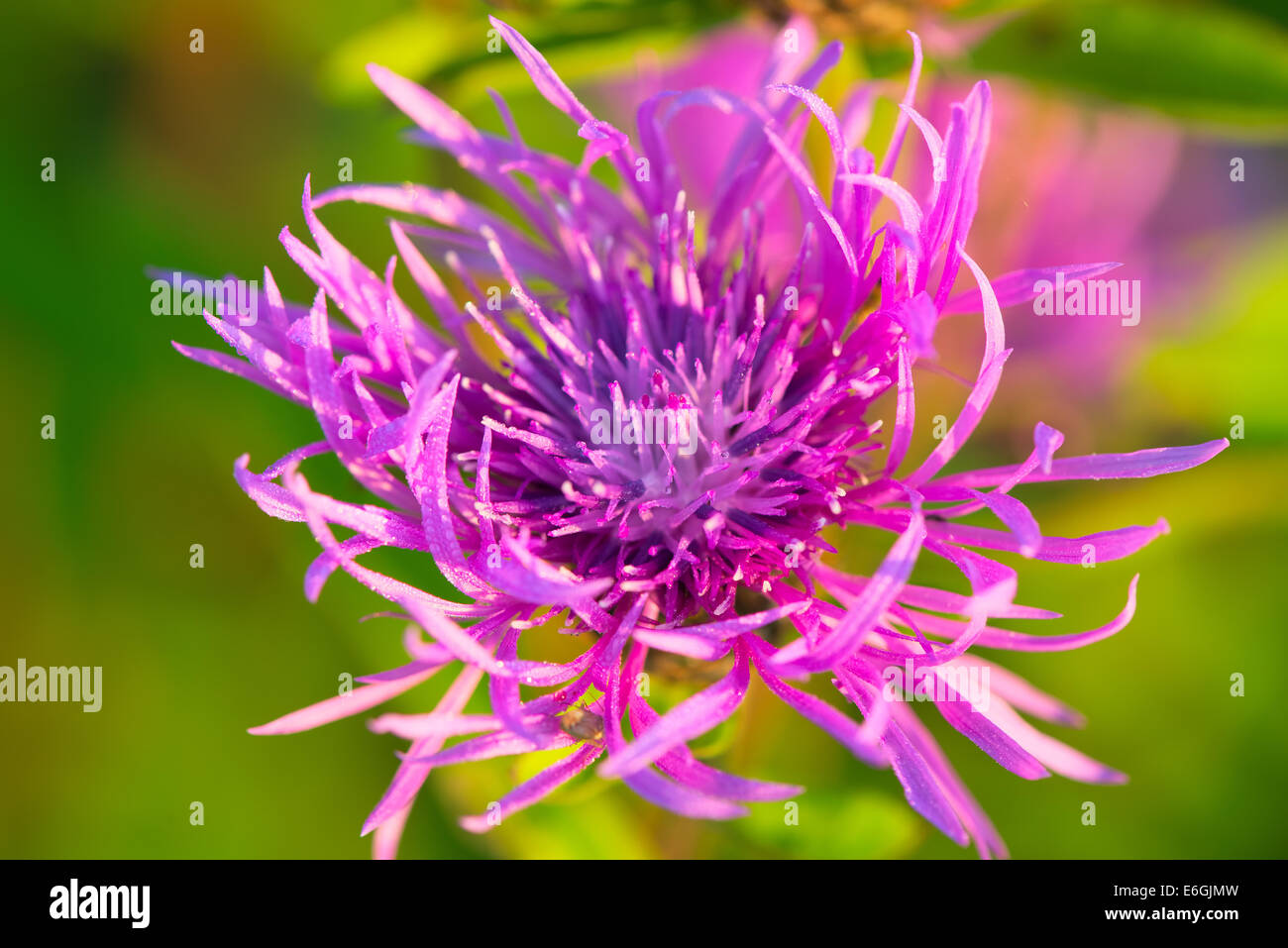 Macro of a beautiful purple cornflower Stock Photo - Alamy