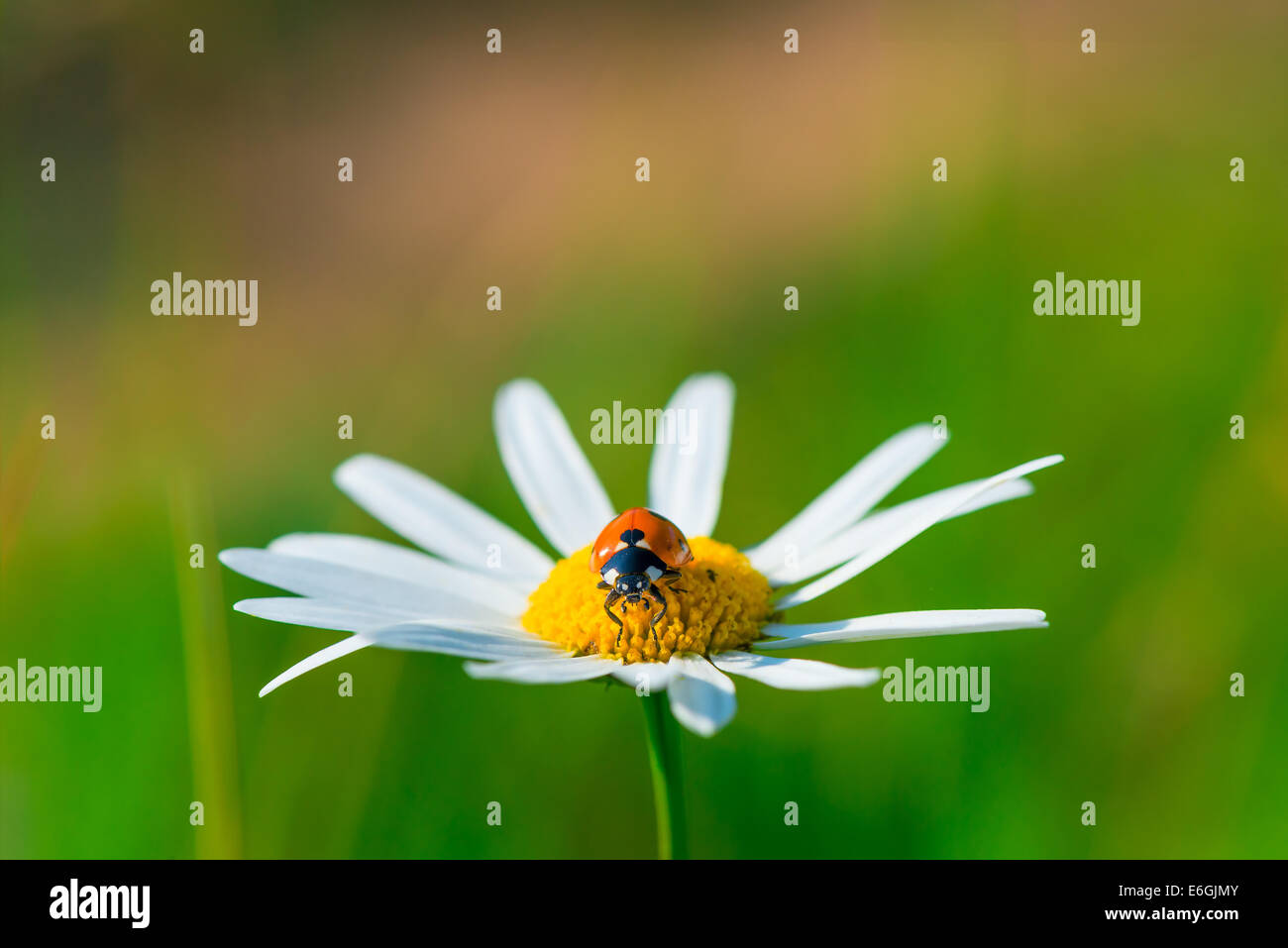 Ladybug on daisy hi-res stock photography and images - Alamy