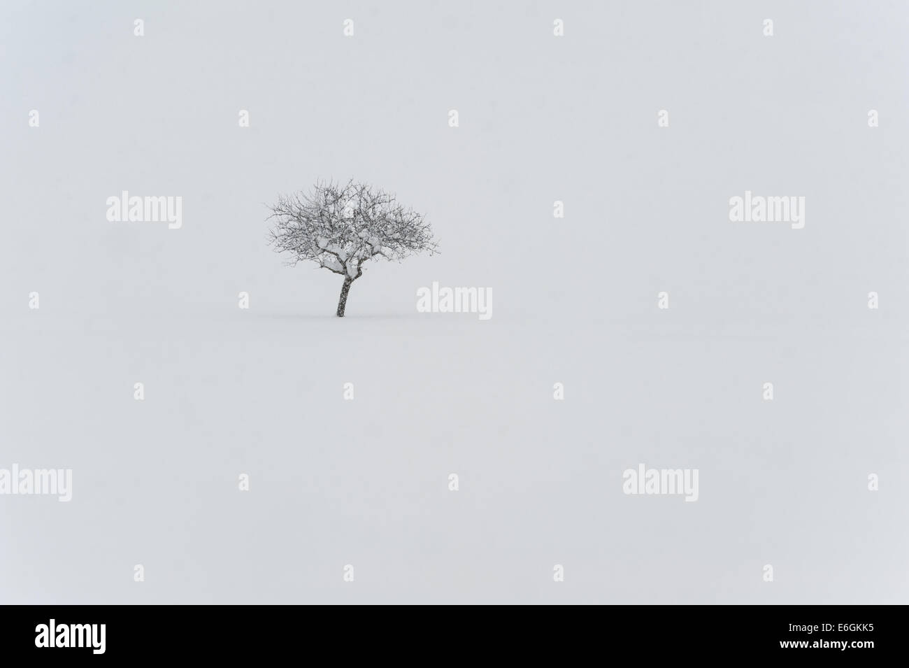 A tree in a snow whiteout Stock Photo - Alamy