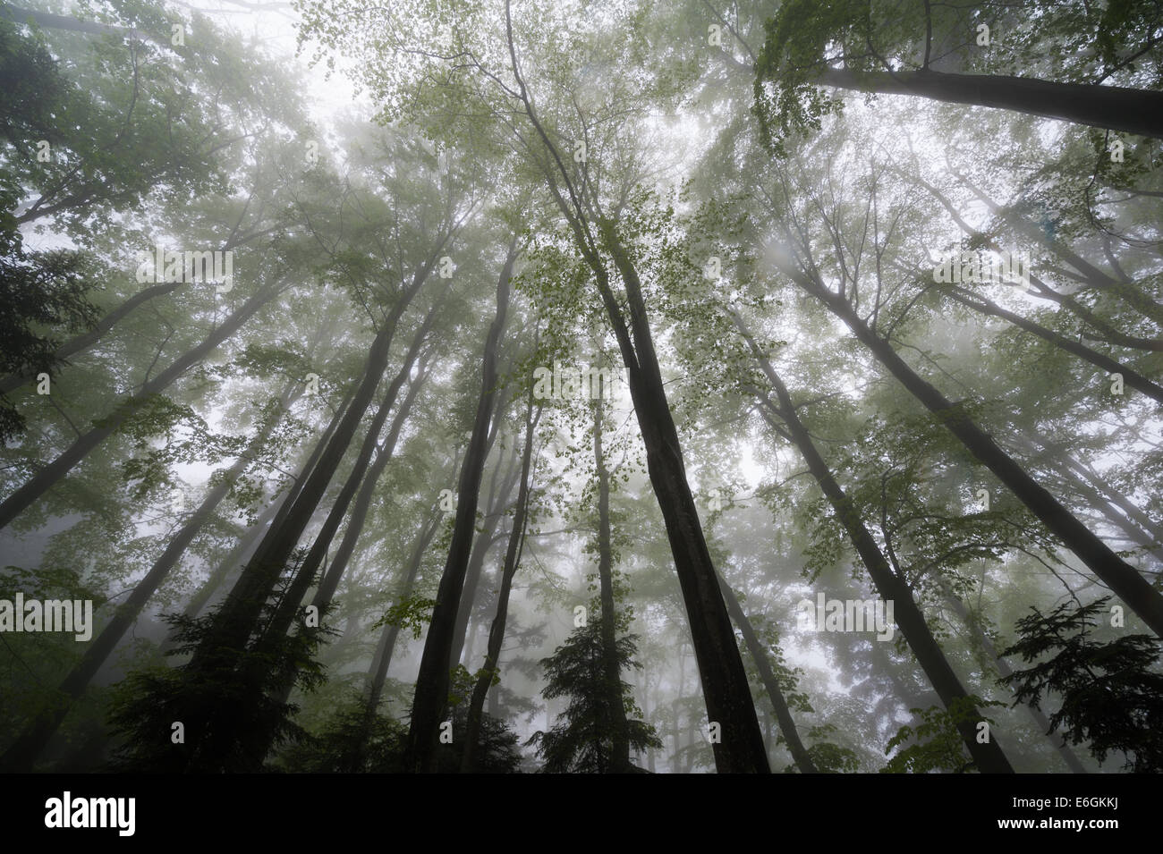 Forest in the fog Stock Photo - Alamy