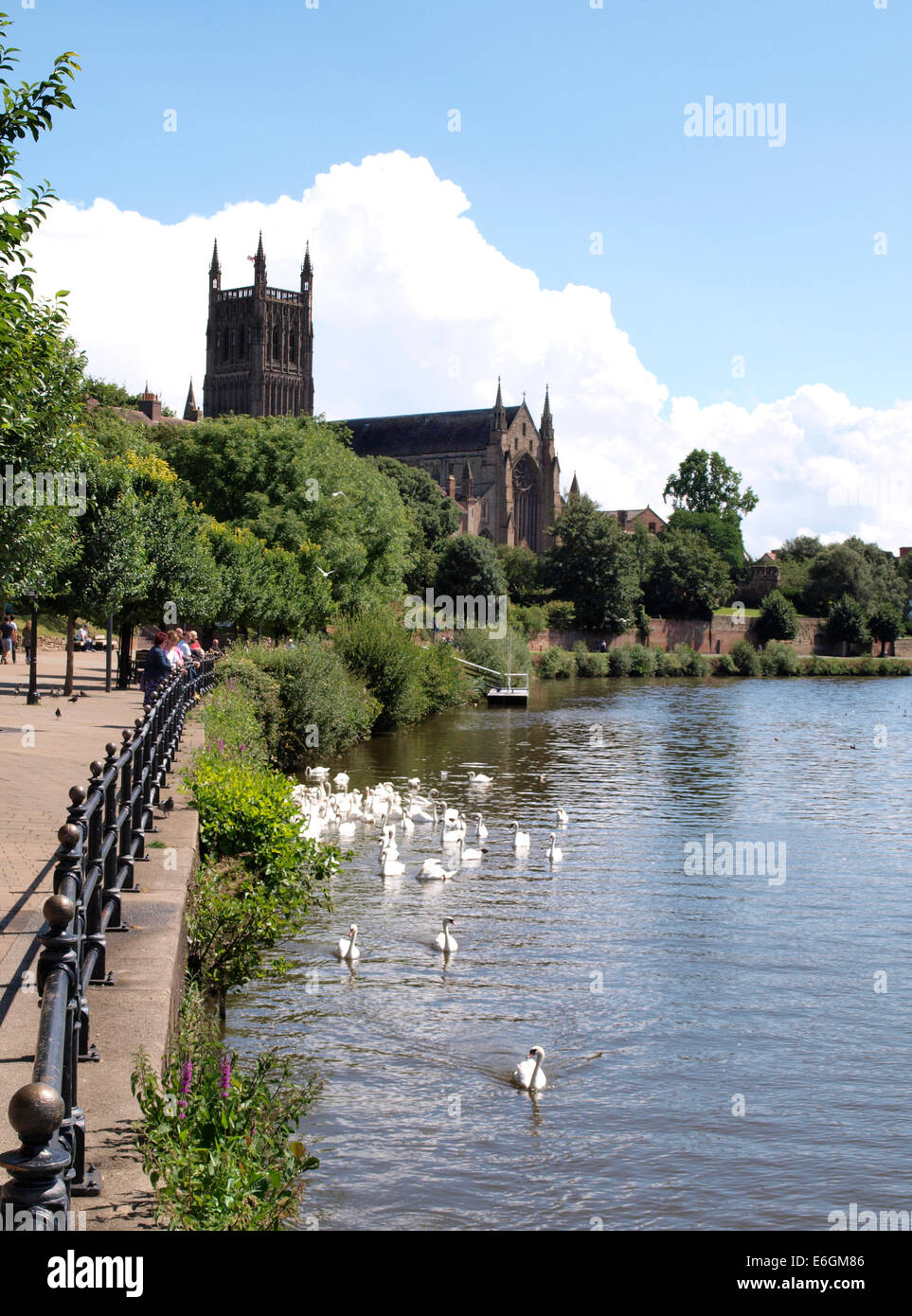 Worcester swans hi-res stock photography and images - Alamy