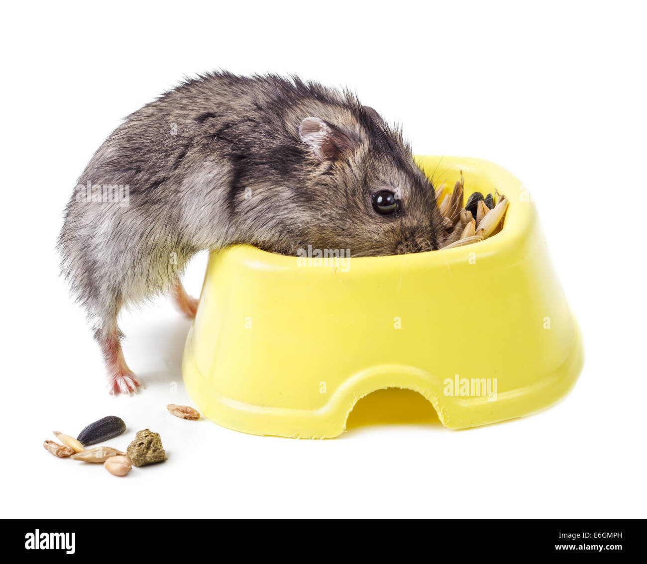 Dwarf hamster eating from yellow bowl isolated on white background ...