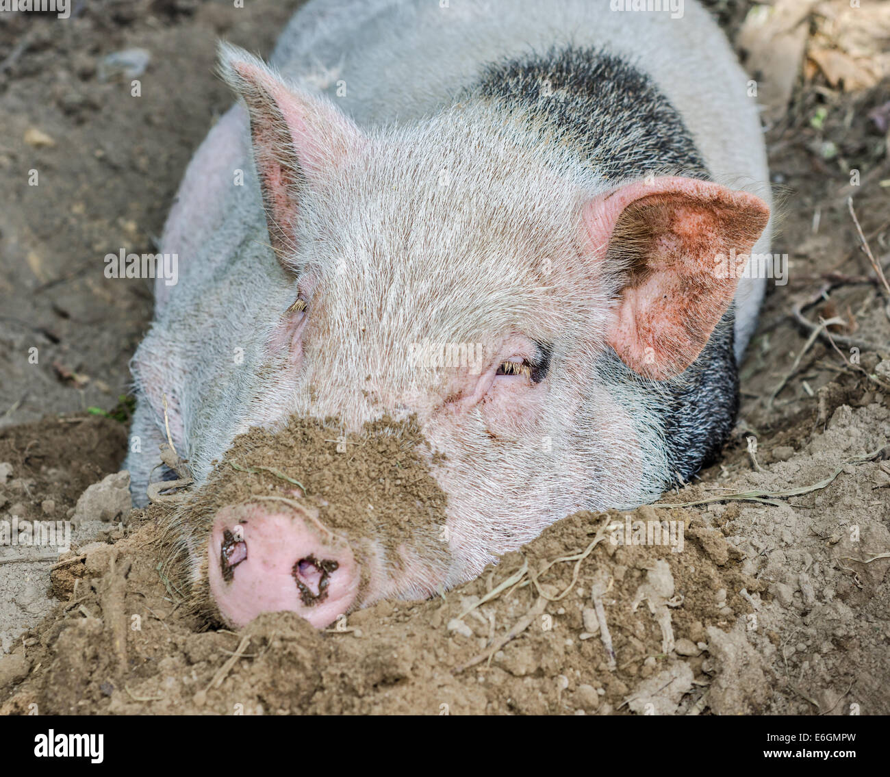 Pig laying mud hi-res stock photography and images - Alamy