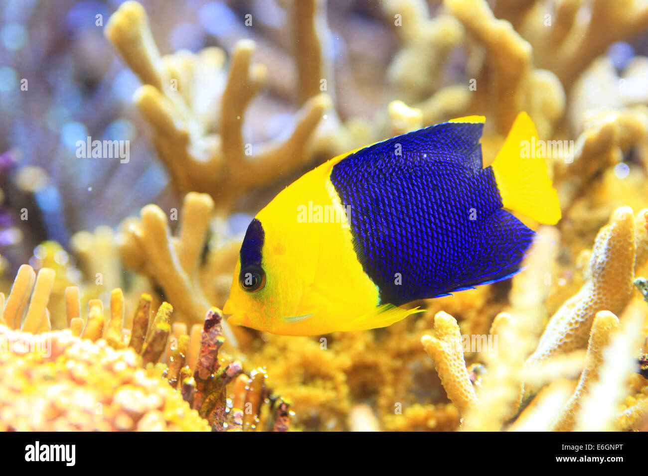 Bicolor angelfish (Centropyge bicolor Stock Photo - Alamy