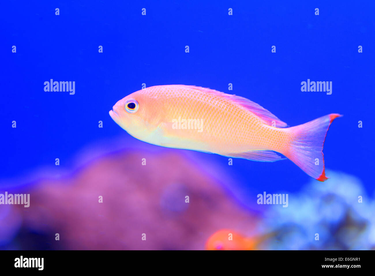 Flame fairly bassle or Redfin anthias (Pseudanthias dispar) in Japan ...
