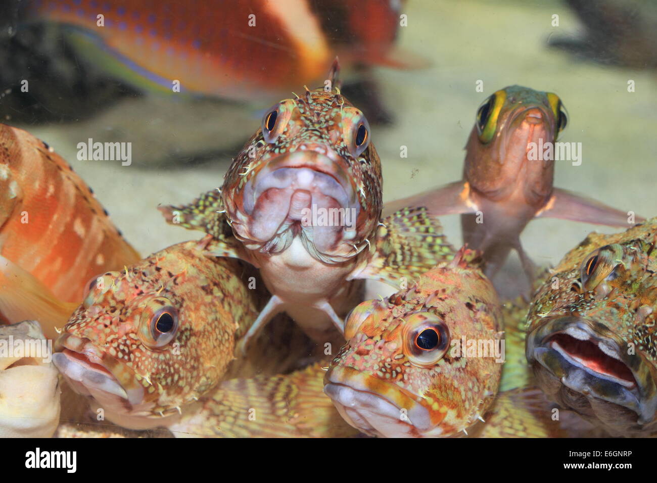 Pacific rockfish hi-res stock photography and images - Alamy