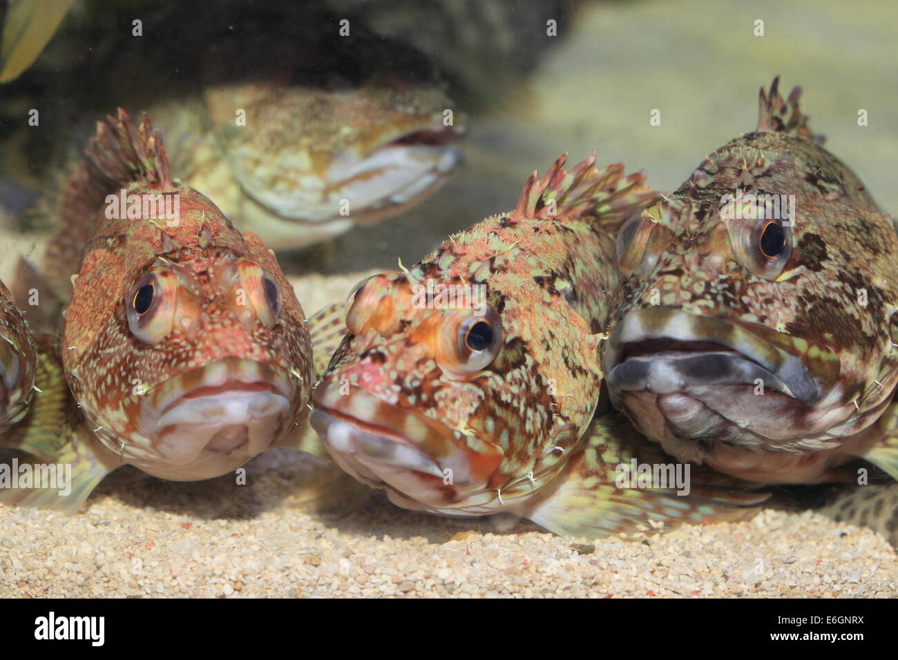 False kelpfish or Marbled rockfish (Sebastiscus marmoratus) in Japan ...