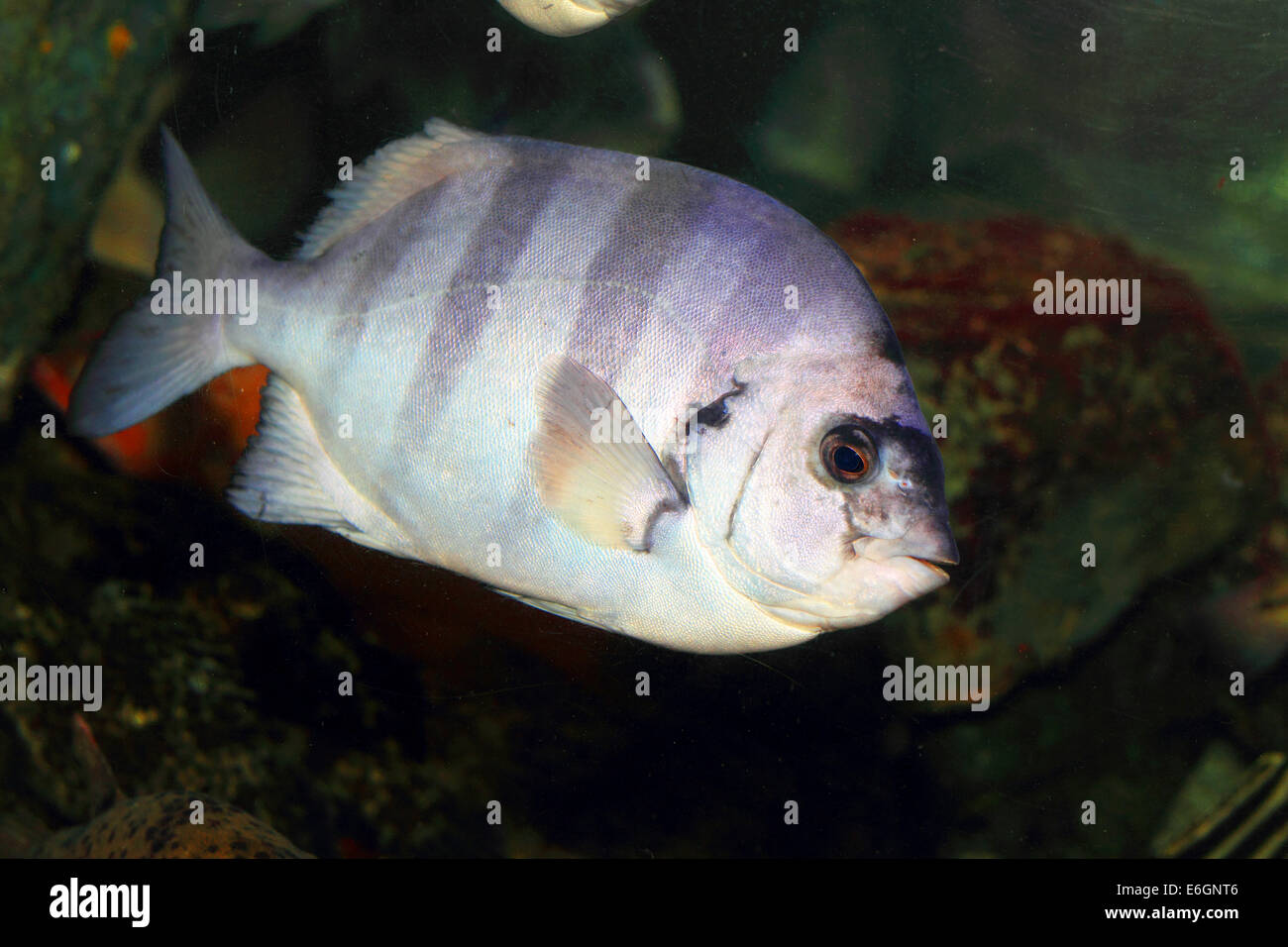 Striped beakfish or Barred Knifejaw (Oplegnathus fasciatus) in Japan ...