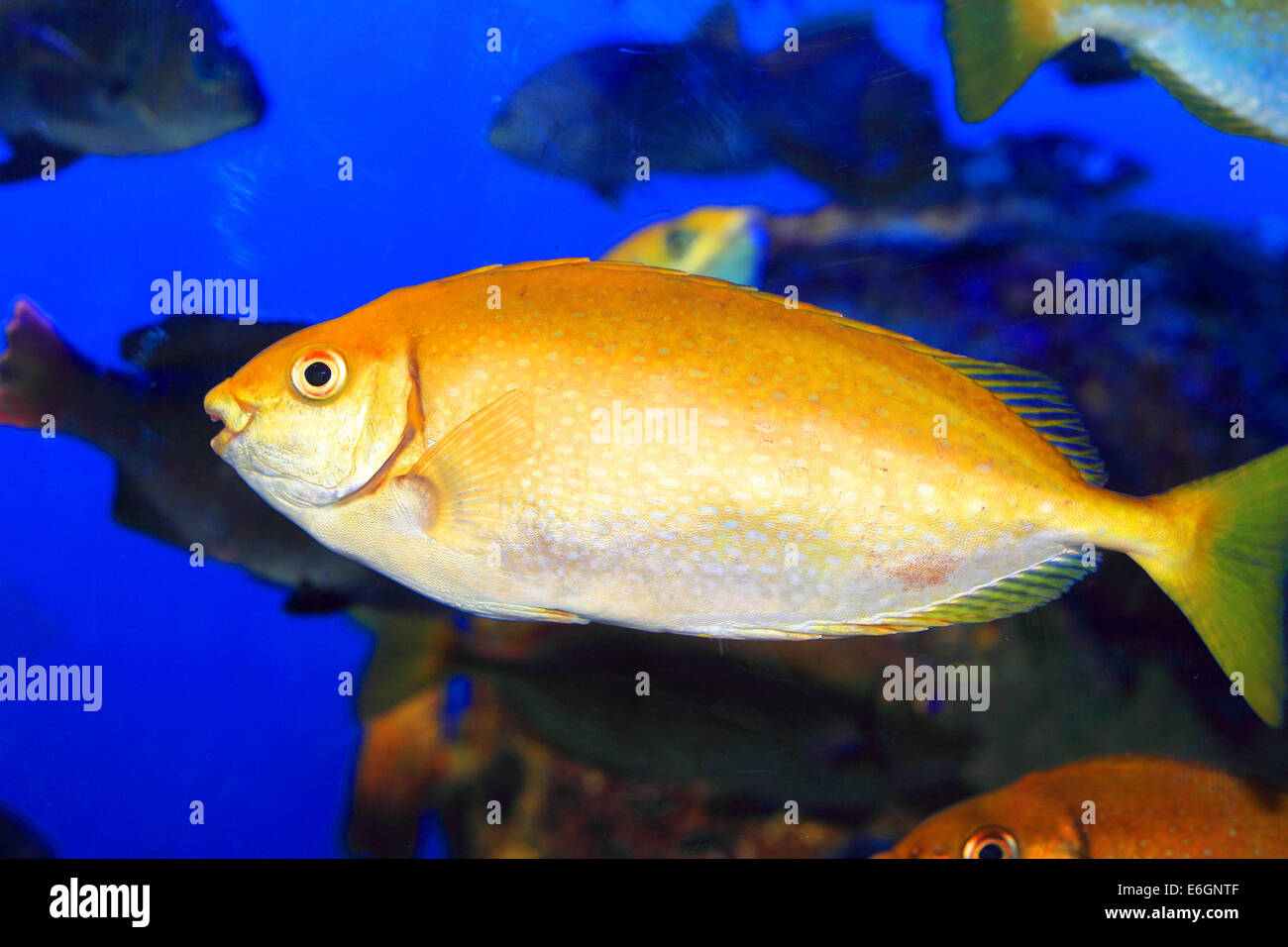 Mottled Spinefoot High Resolution Stock Photography and Images - Alamy