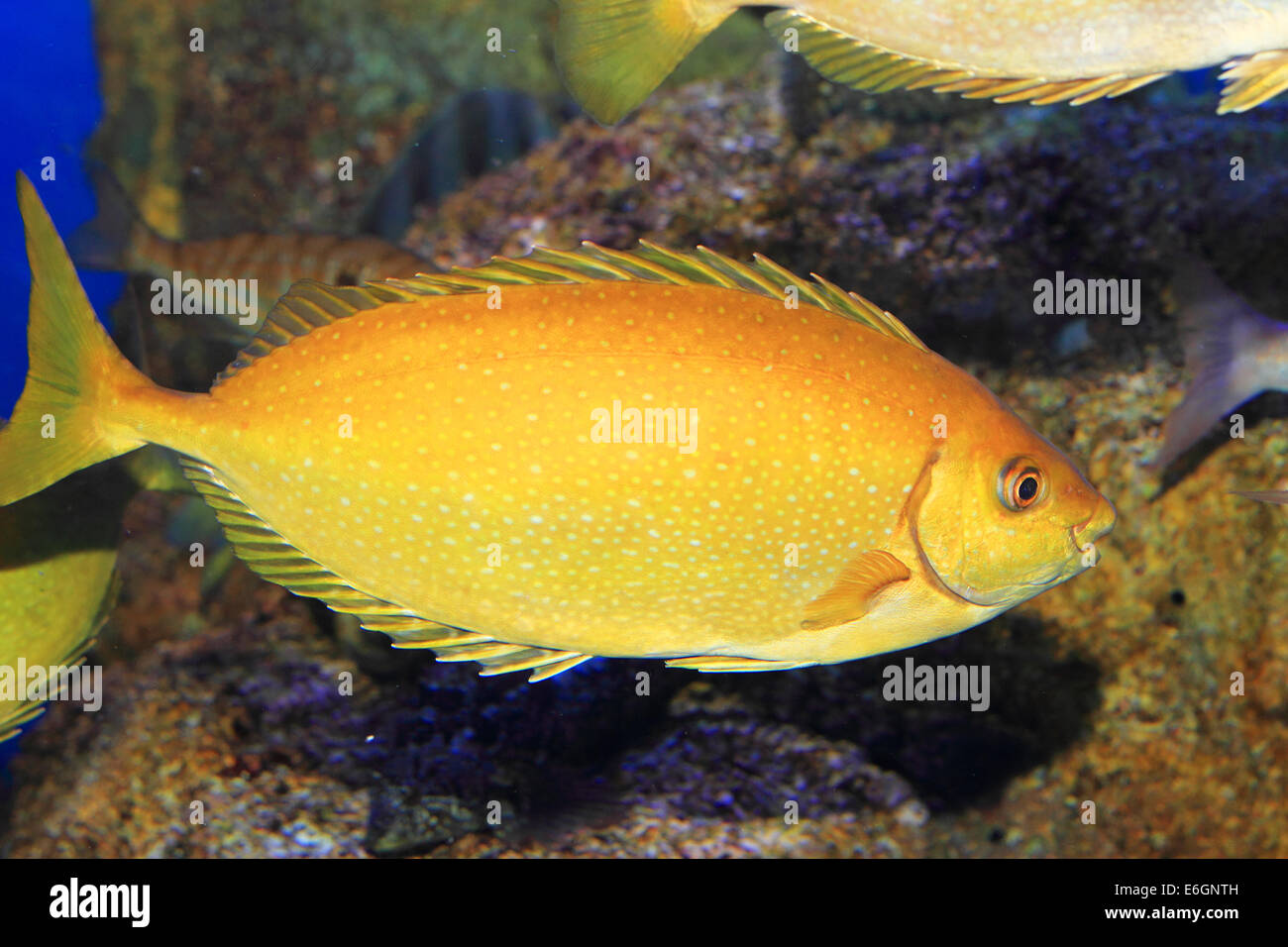 Mottled Spinefoot High Resolution Stock Photography and Images - Alamy