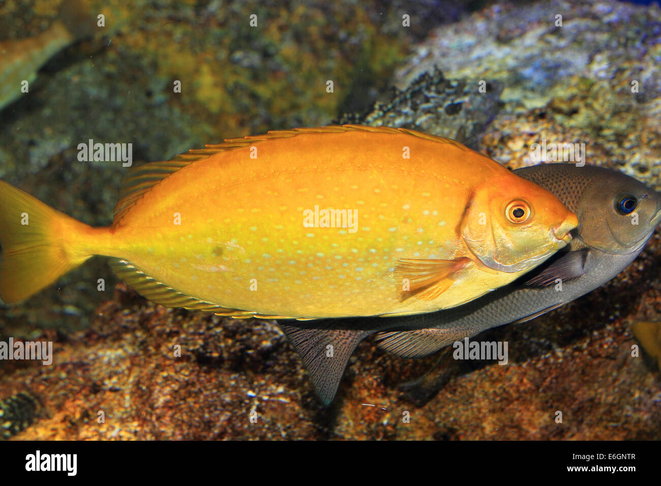 Mottled spinefoot hi-res stock photography and images - Alamy