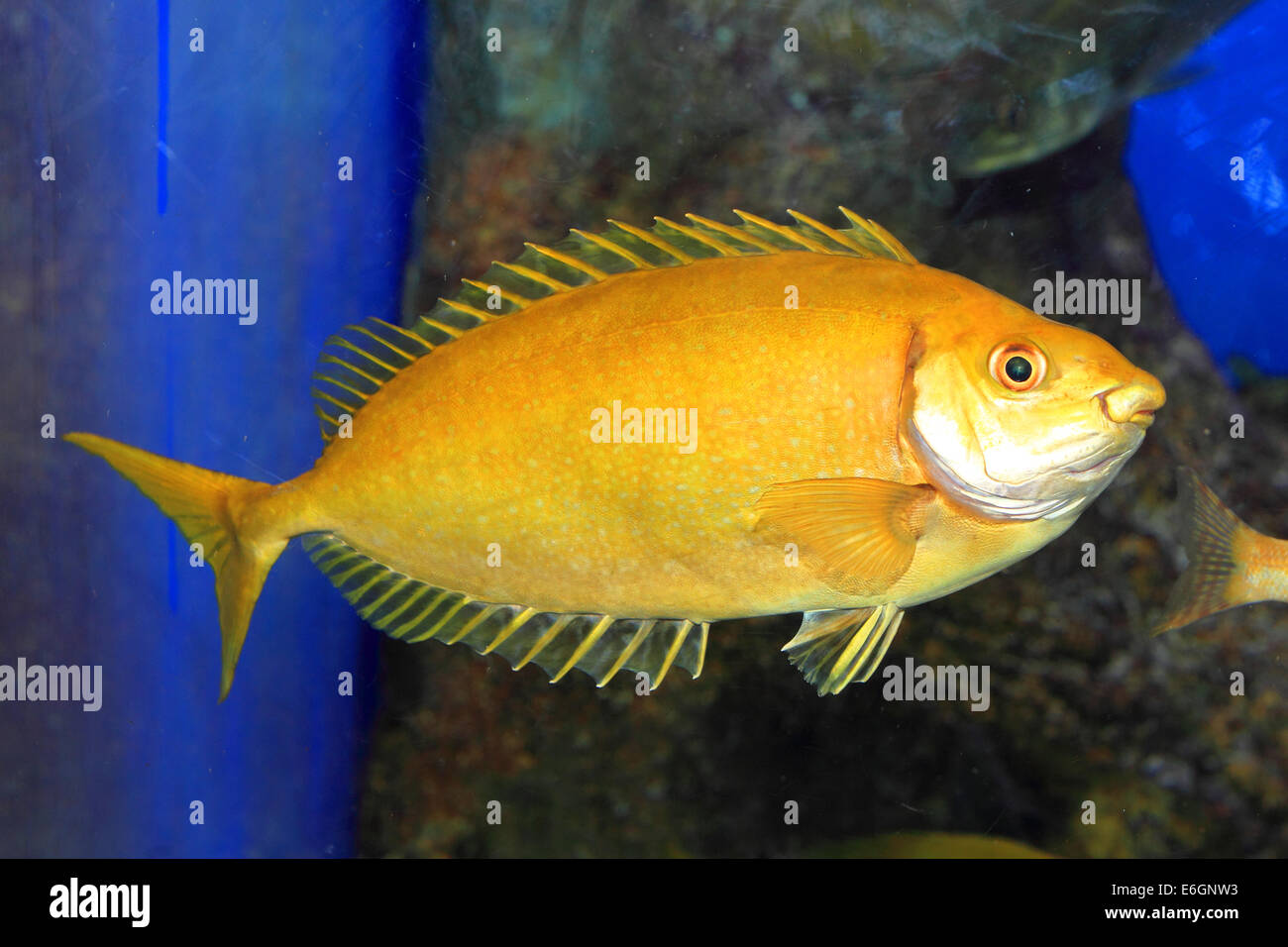 Mottled spinefoot (Siganus fuscescens) in Japan Stock Photo - Alamy