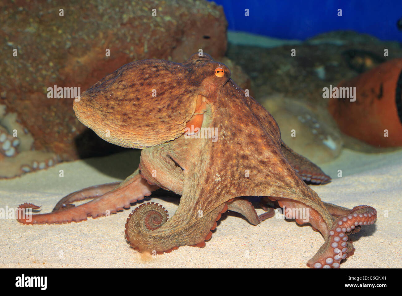 Common octopus (Octopus vulgaris) in Japan Stock Photo - Alamy