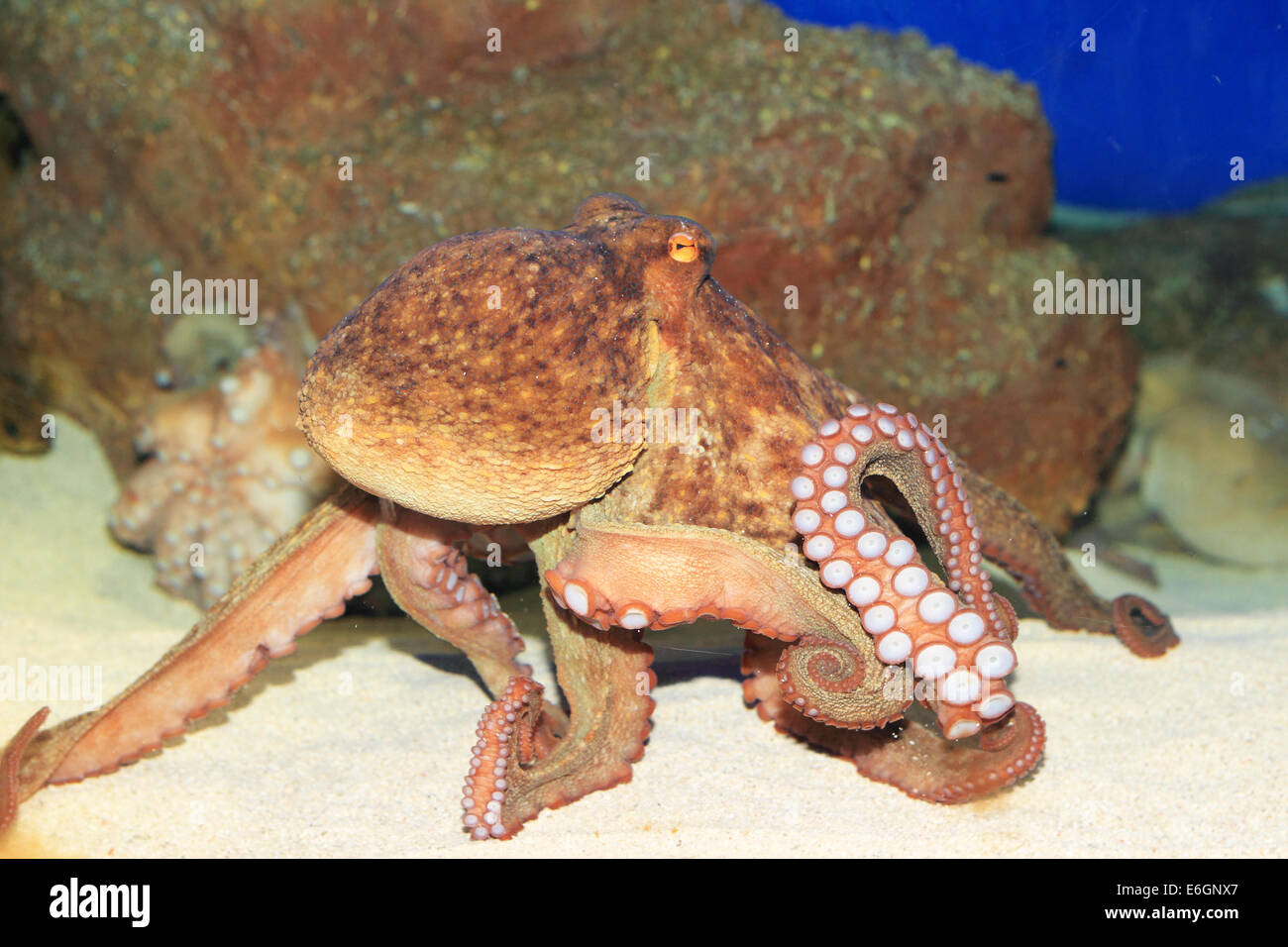 Common octopus (Octopus vulgaris) in Japan Stock Photo - Alamy
