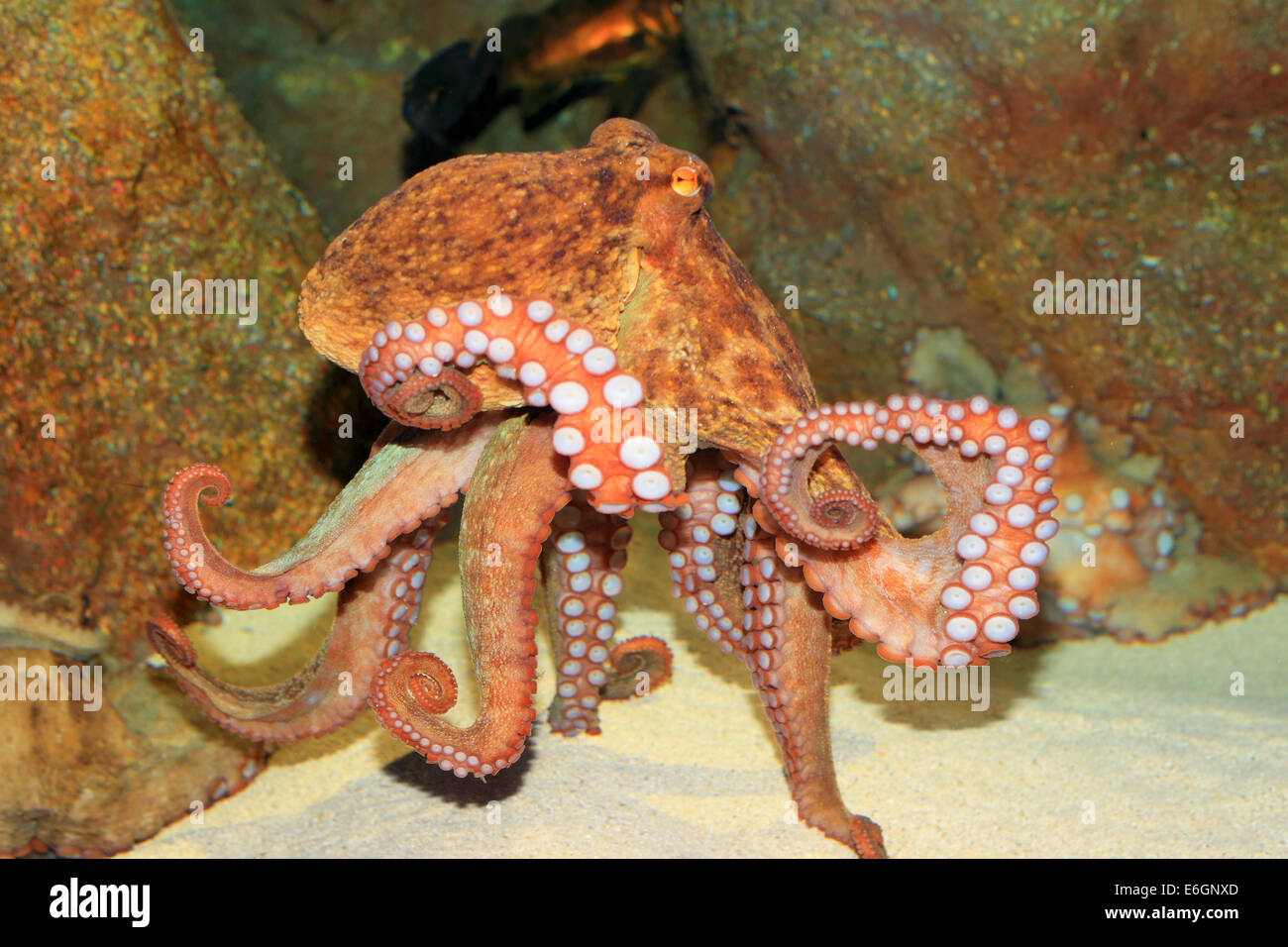 Common octopus (Octopus vulgaris) in Japan Stock Photo - Alamy