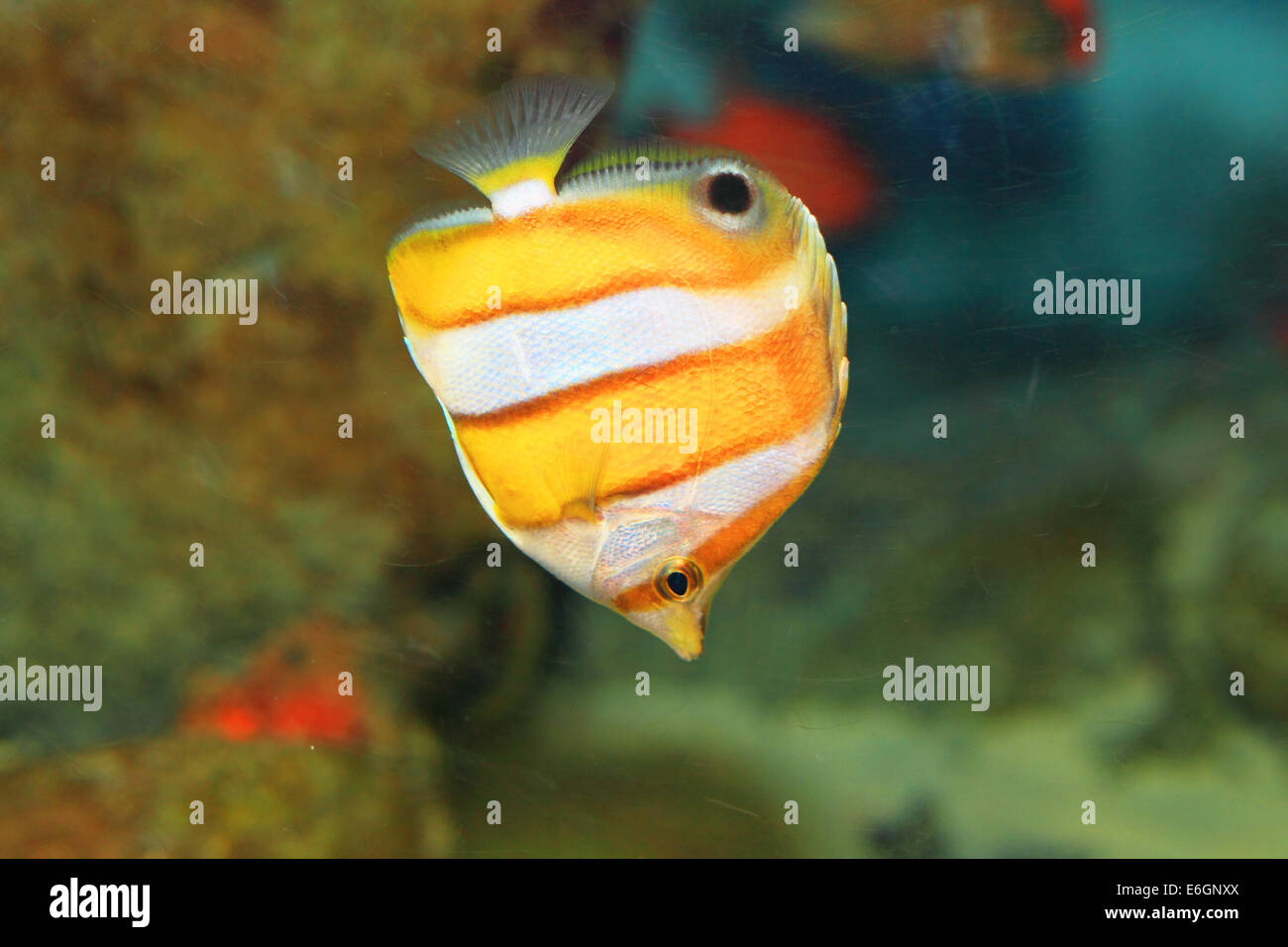 Brownbanded butterflyfish (Chaetodon modestus) in Japan Stock Photo - Alamy