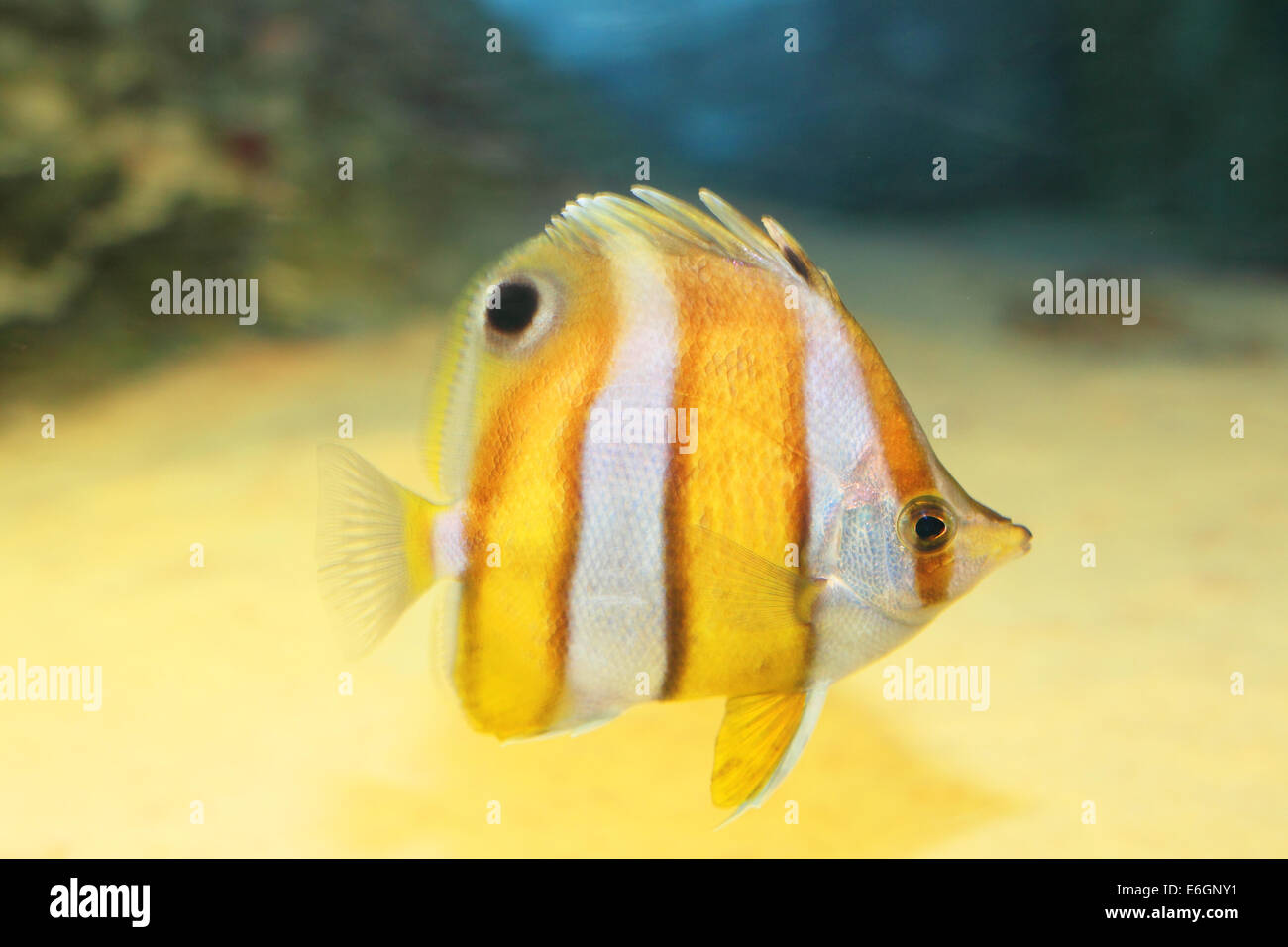 Brownbanded butterflyfish (Chaetodon modestus) in Japan Stock Photo - Alamy