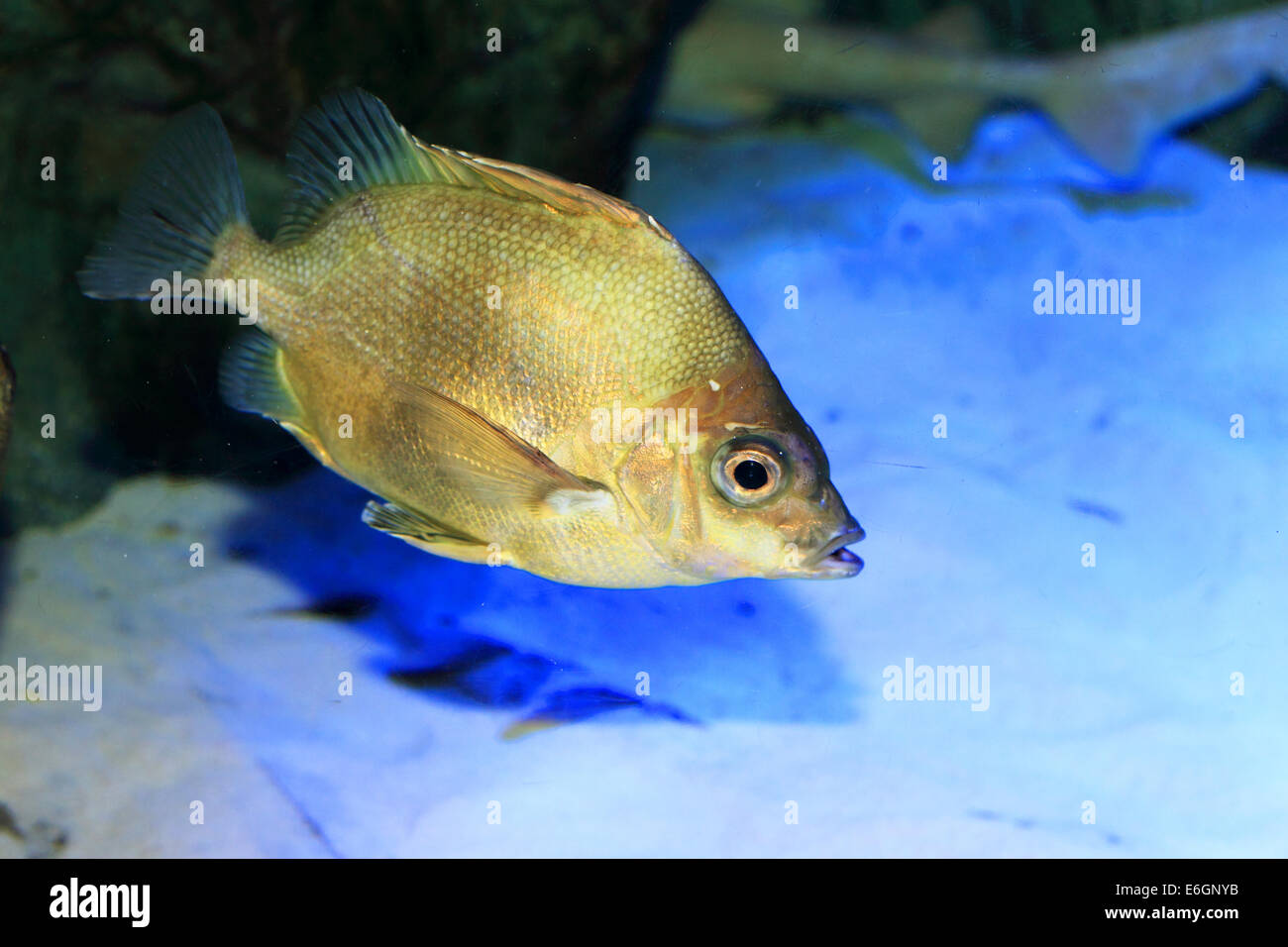 Japanese armorhead (Pentaceros japonicus) in Japan Stock Photo - Alamy