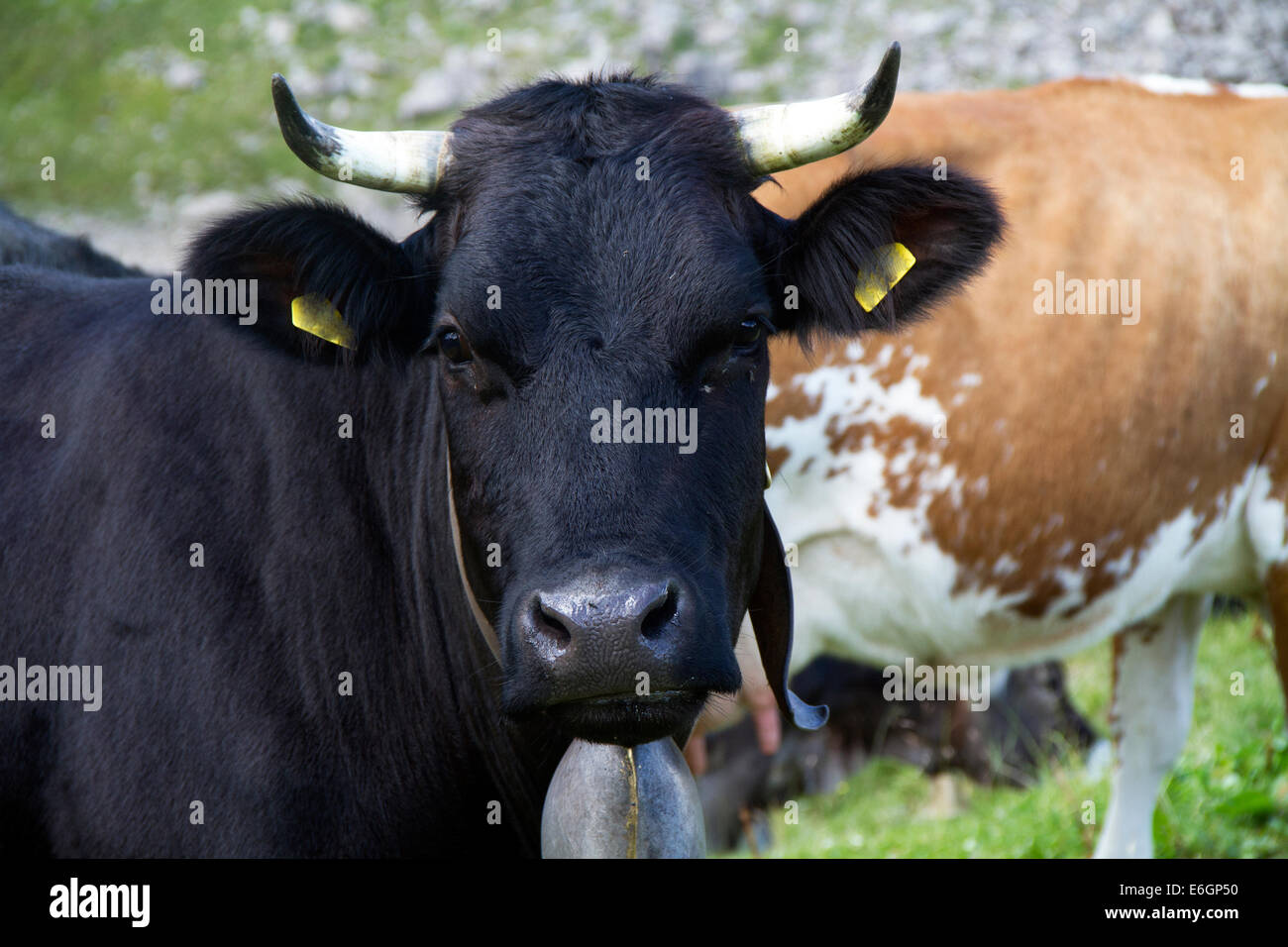 A portrait of a brown dark cow Stock Photo - Alamy