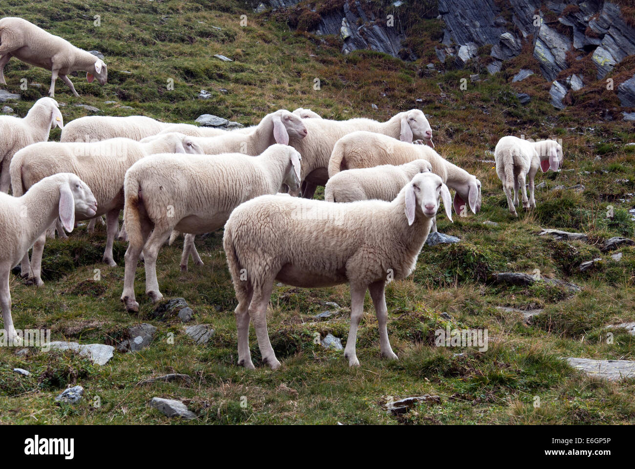 Mountains and animals hi-res stock photography and images - Alamy