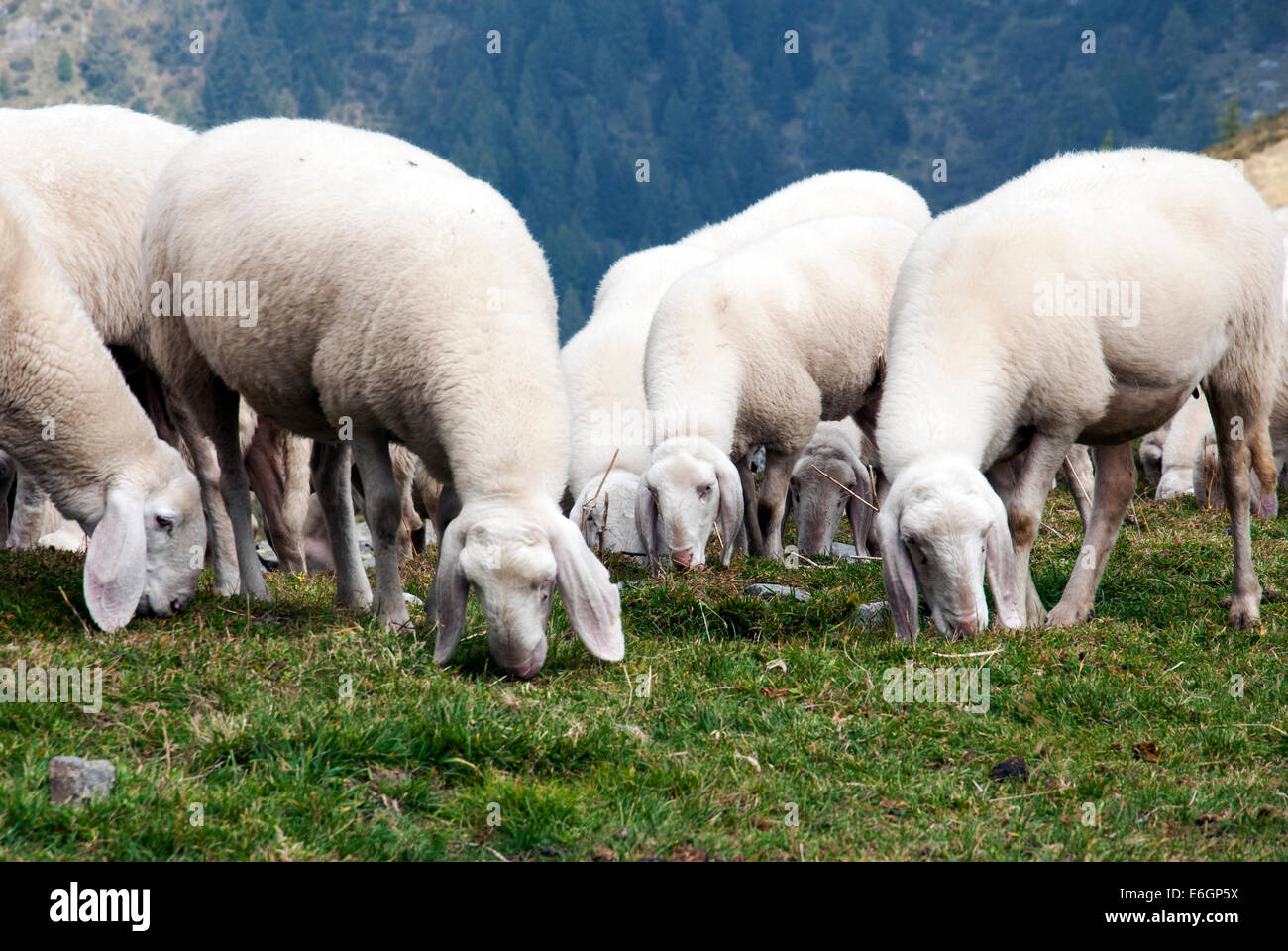 Flock many grazing sheep hi-res stock photography and images - Alamy
