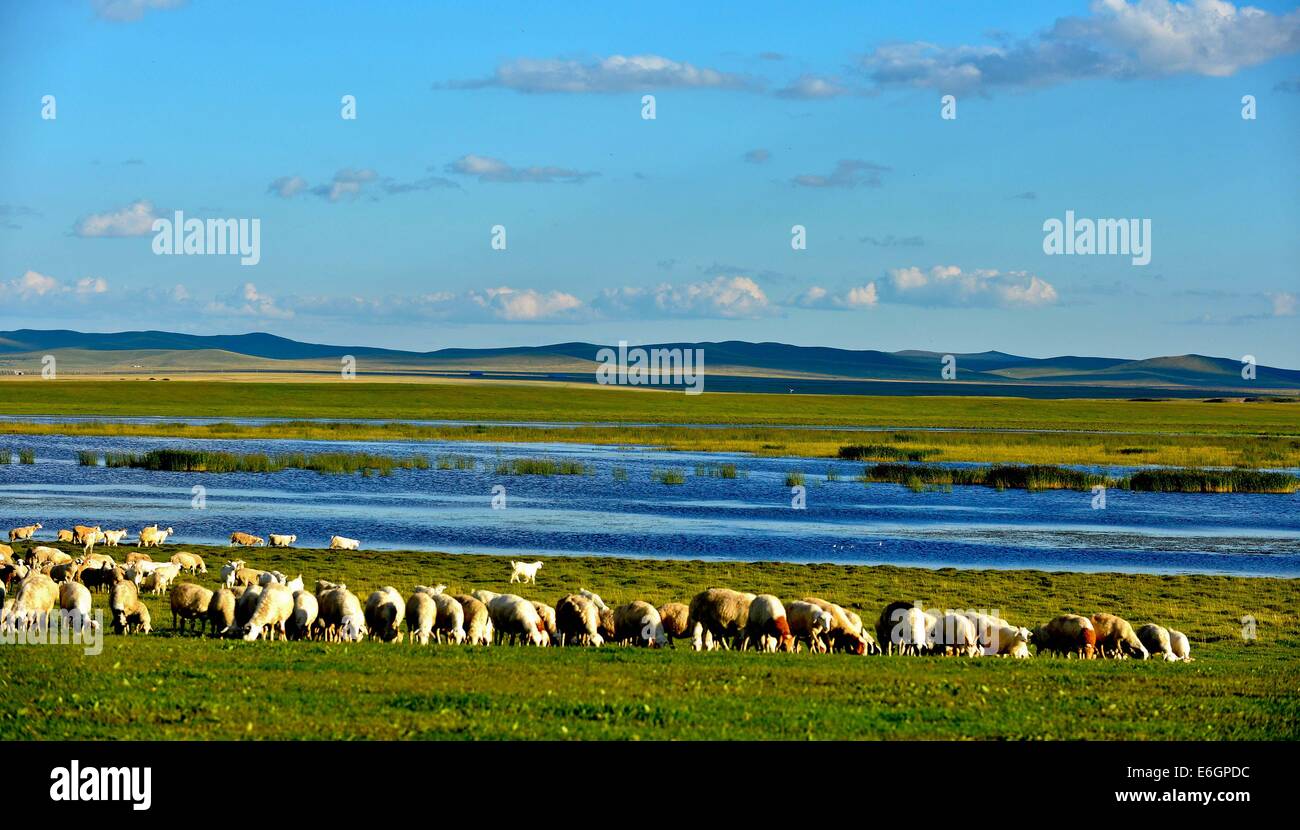Hulun buir hi-res stock photography and images - Alamy