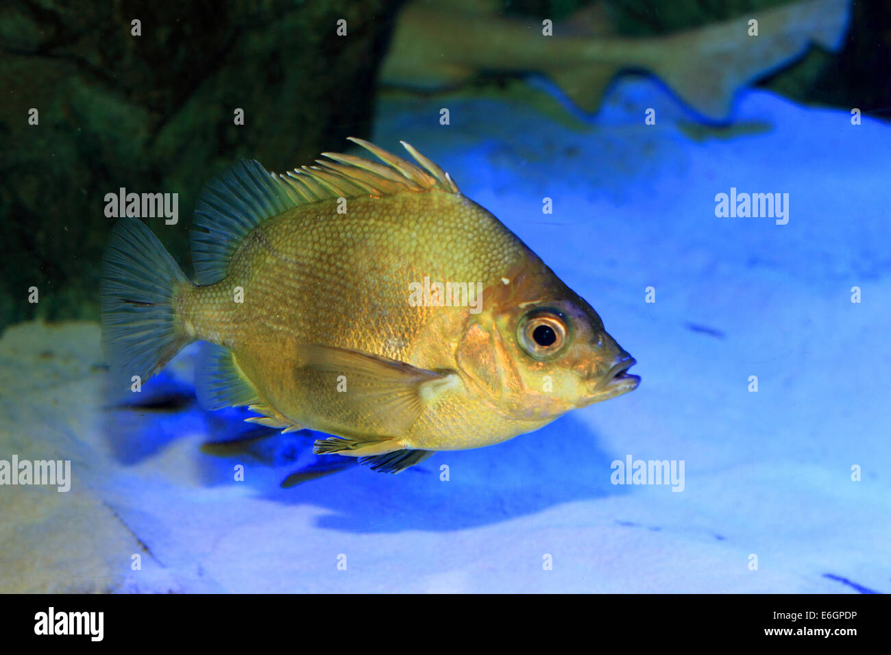 Japanese armorhead (Pentaceros japonicus) in Japan Stock Photo - Alamy
