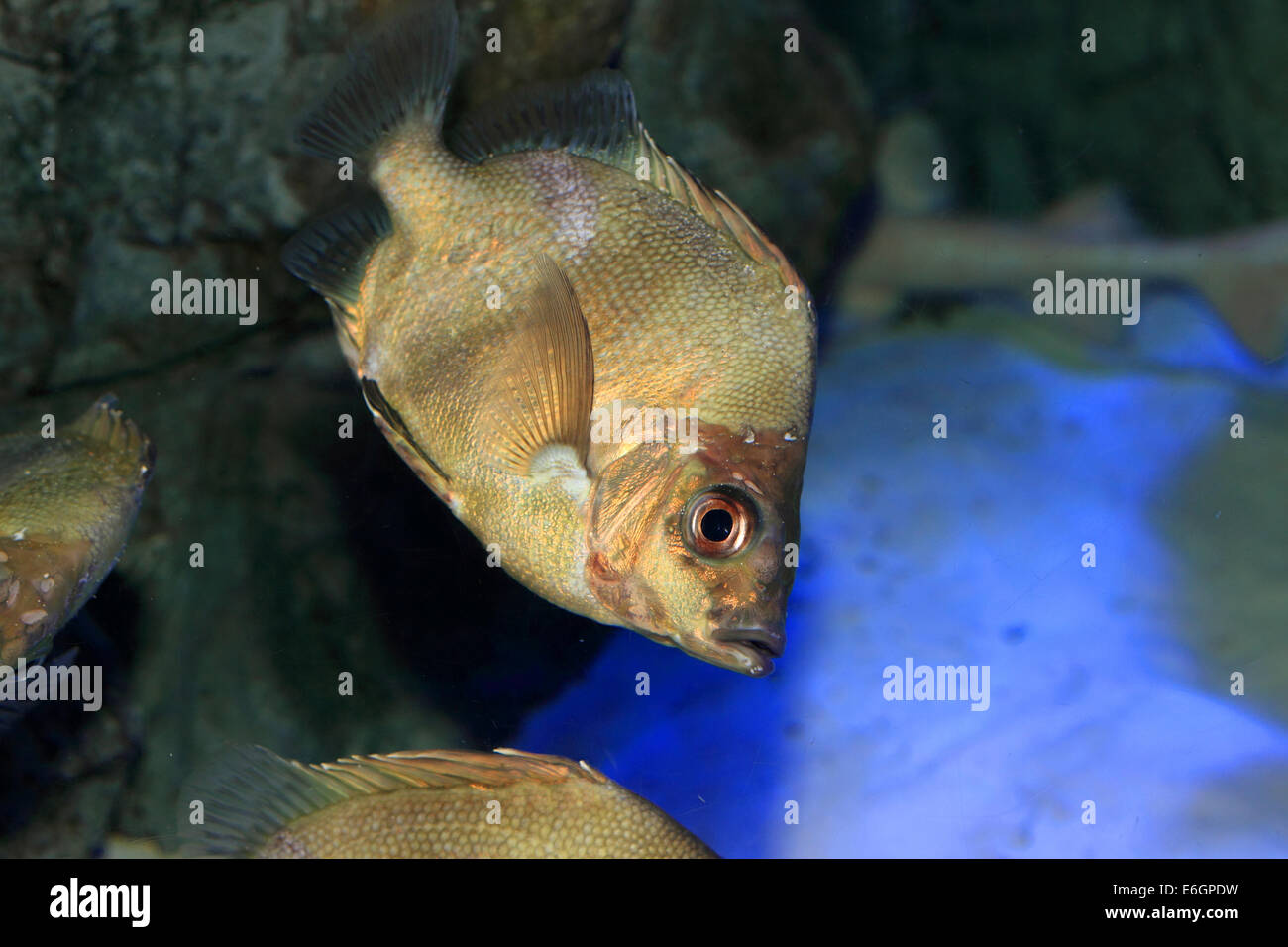 Pentaceros hi-res stock photography and images - Alamy